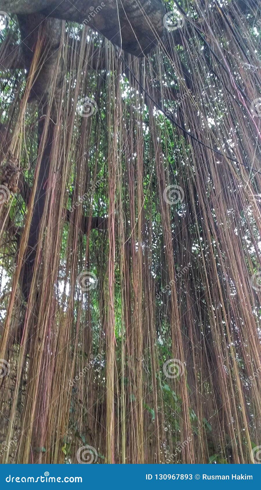 The root blinds stock image. Image of banyan, natural - 130967893