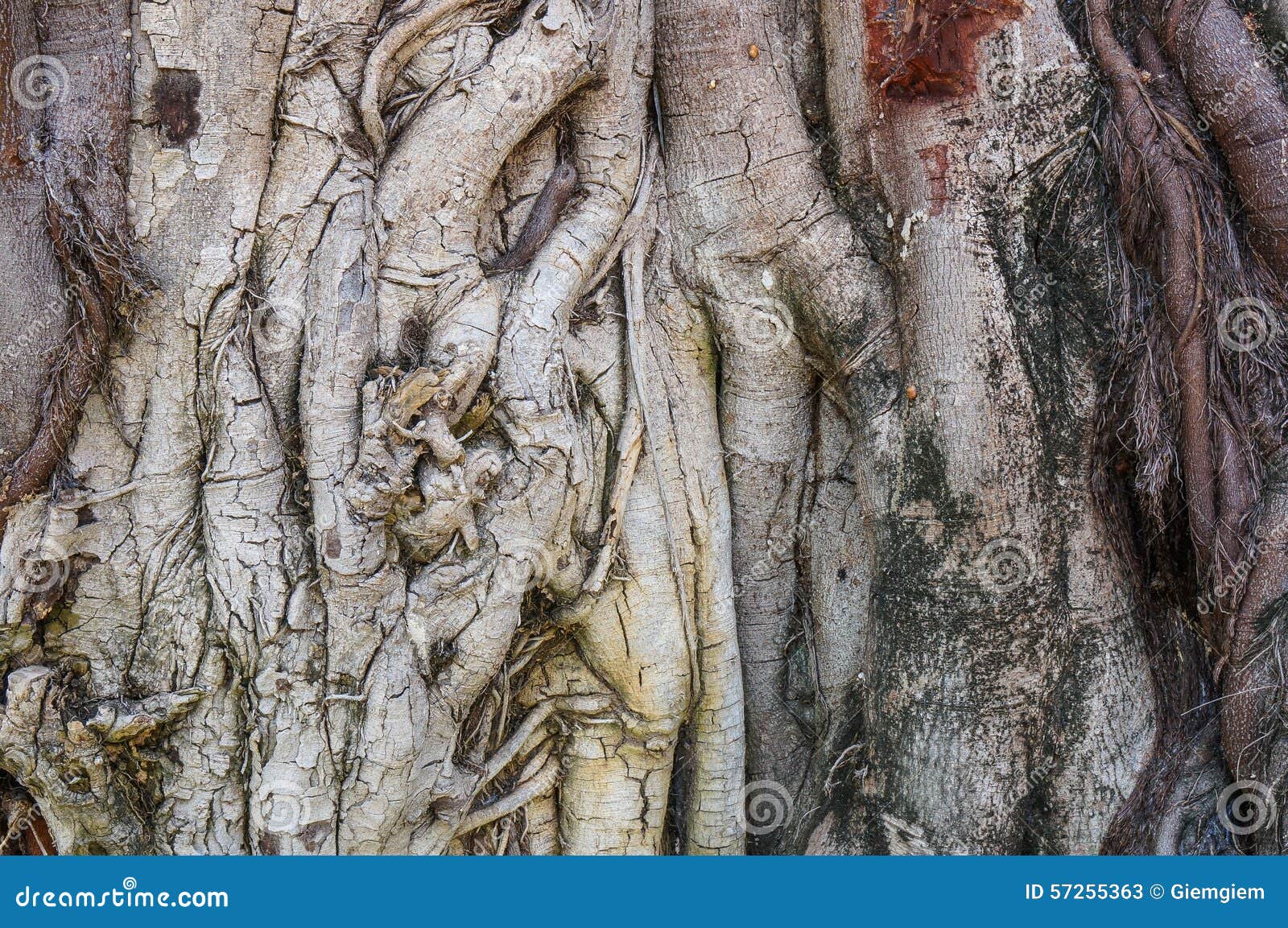 The root of bo tree stock image. Image of leaf, tree - 57255363