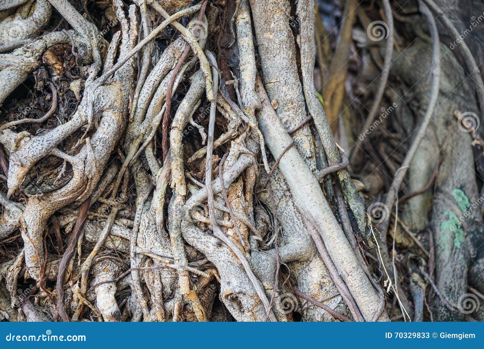 Root Bo Tree Temple Stock Photos - Free & Royalty-Free Stock Photos ...