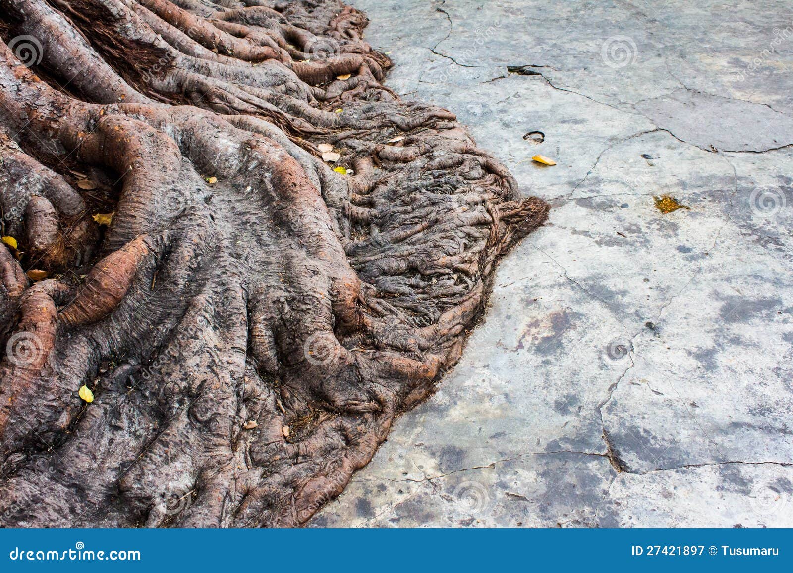 Root of the Bodhi tree. stock image. Image of amazing - 27421897