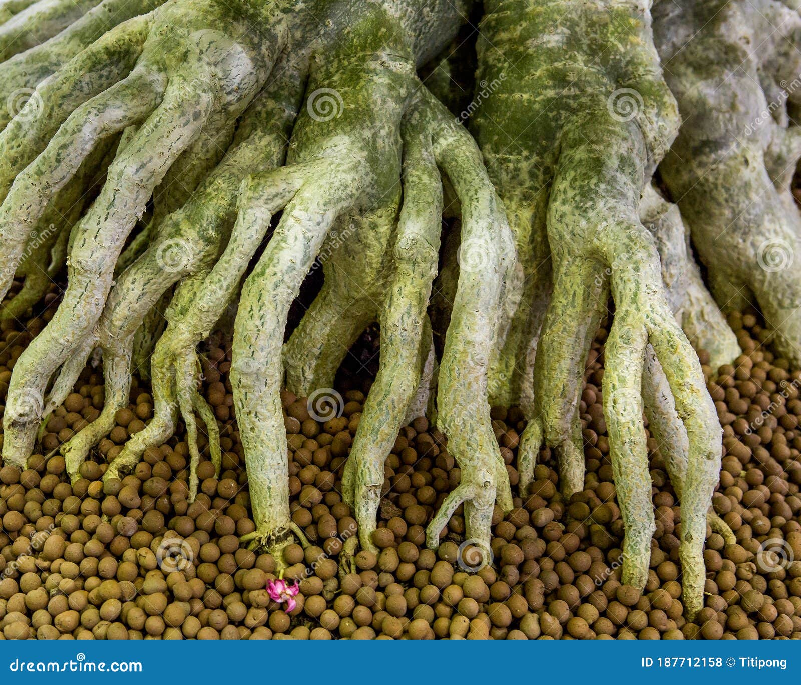 The Root of the Bonsai Tree in the Garden Stock Photo - Image of detail ...