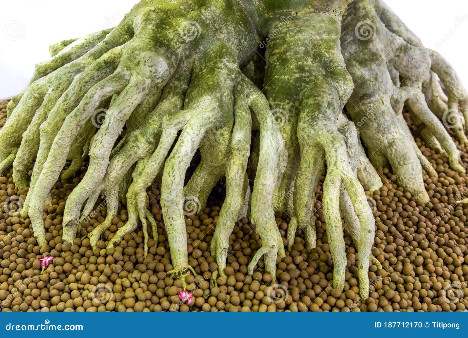 The Root of the Bonsai Tree in the Garden Stock Photo - Image of garden ...