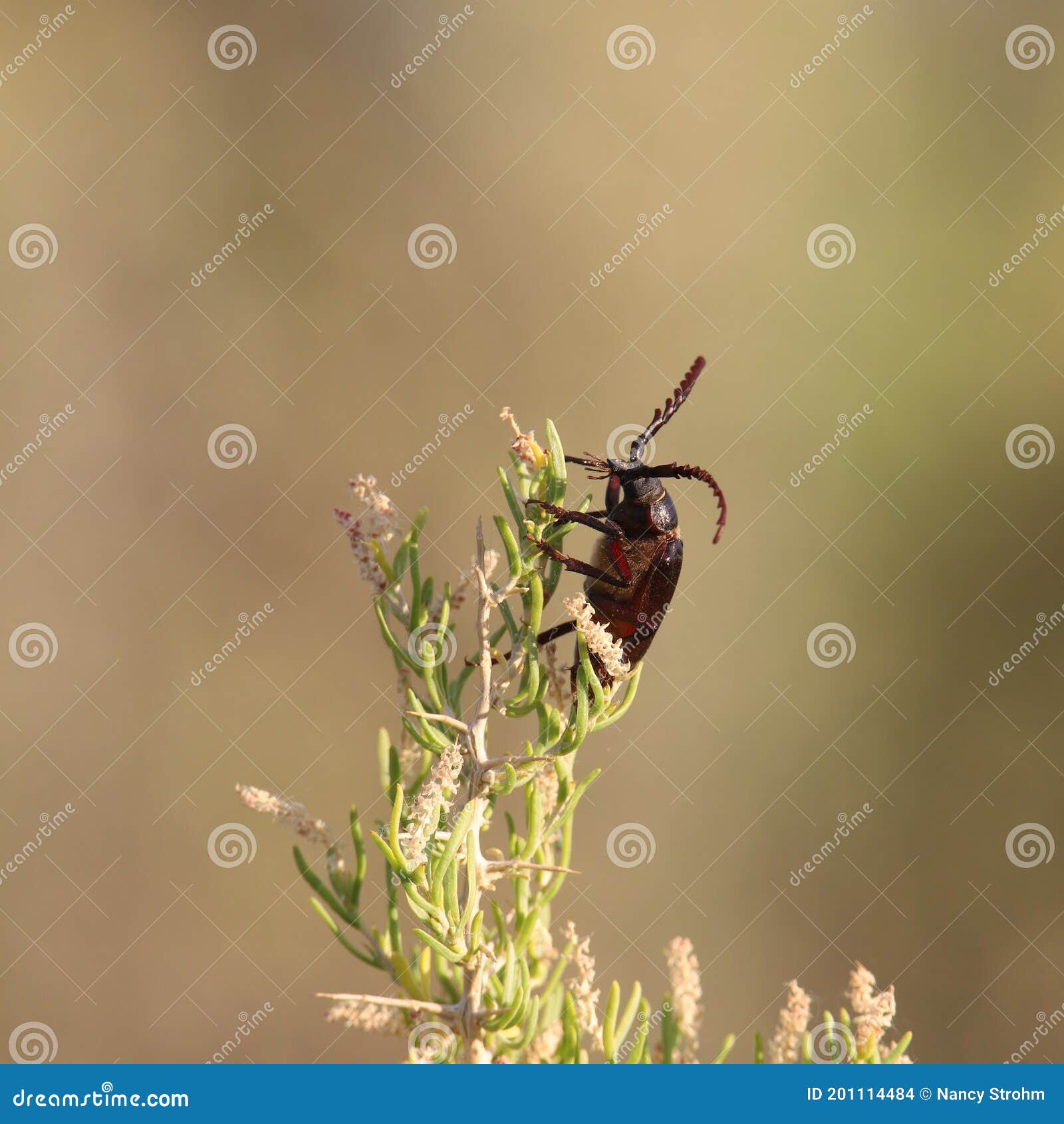 Root Borer Beetle Prionus Californicus Stock Photo - Image of longhorn ...