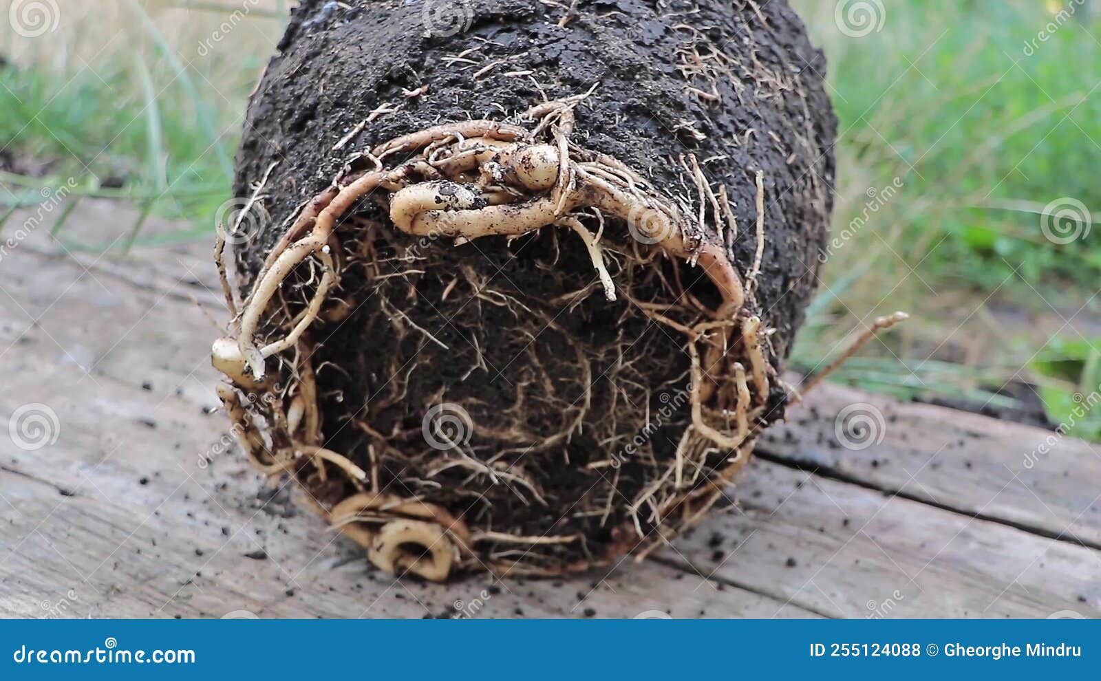 A Root Bound of a Date Palm Tree - Phoenix Dactylifera Close Up. in ...
