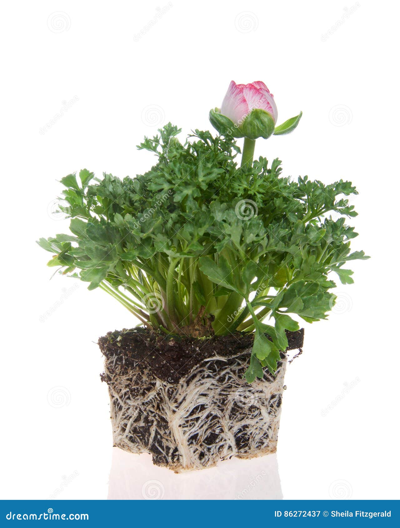 Root Bound Plant, Flower, Isolated on White Stock Image - Image of ...