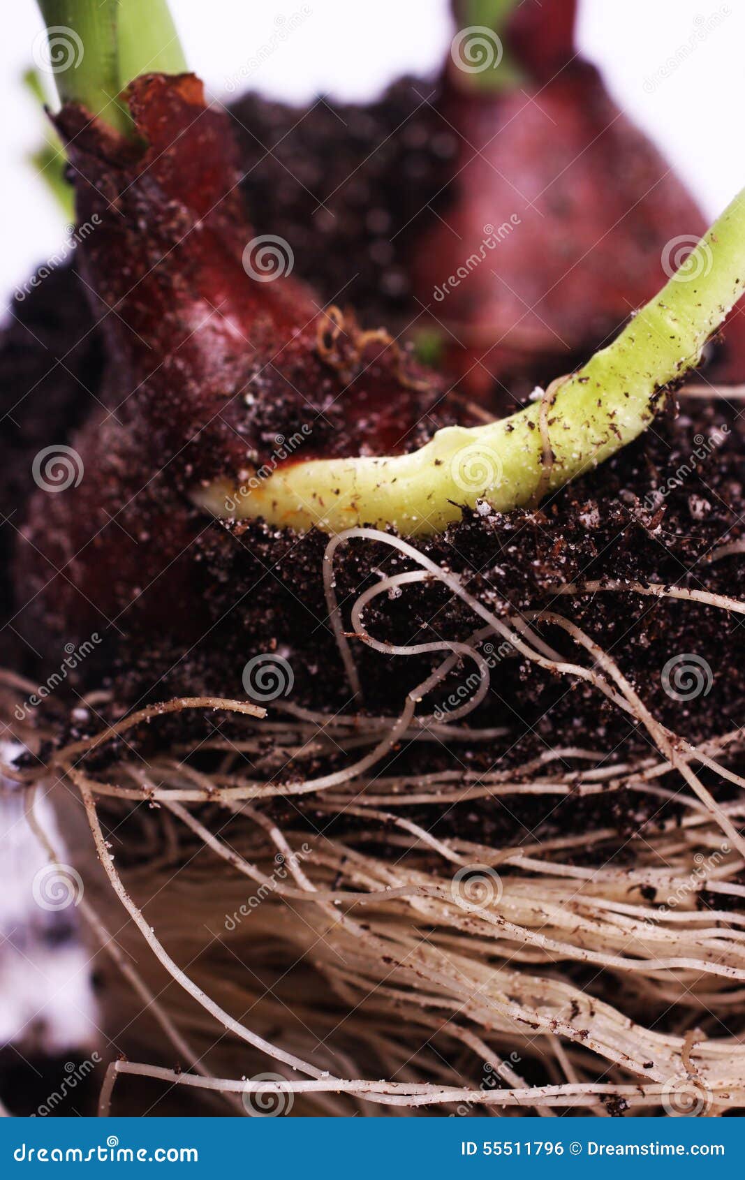 Root bound stock photo. Image of spring, plant, dirt - 55511796