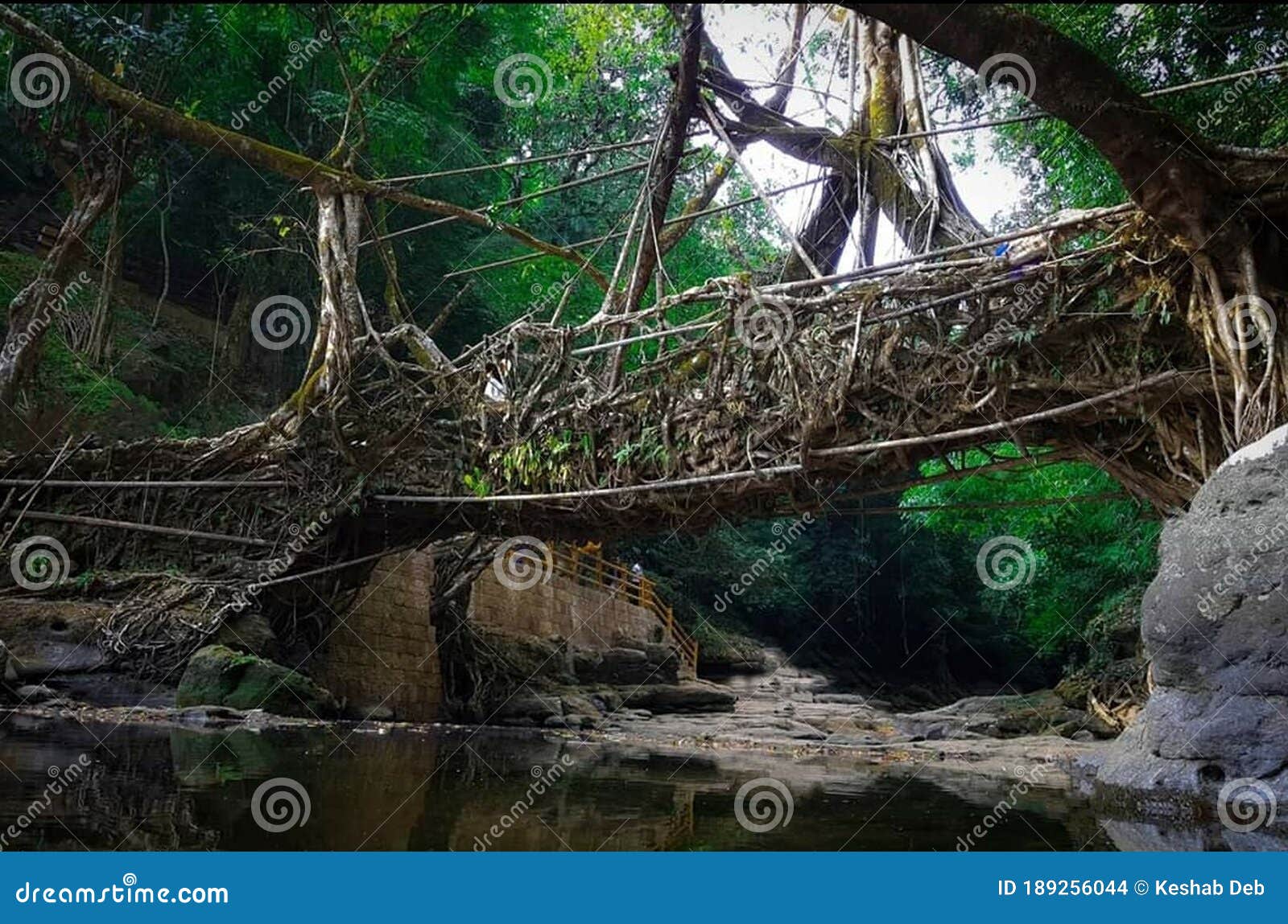 Root Bridge Shillong Double Decker Stock Photo - Image of tree, river ...