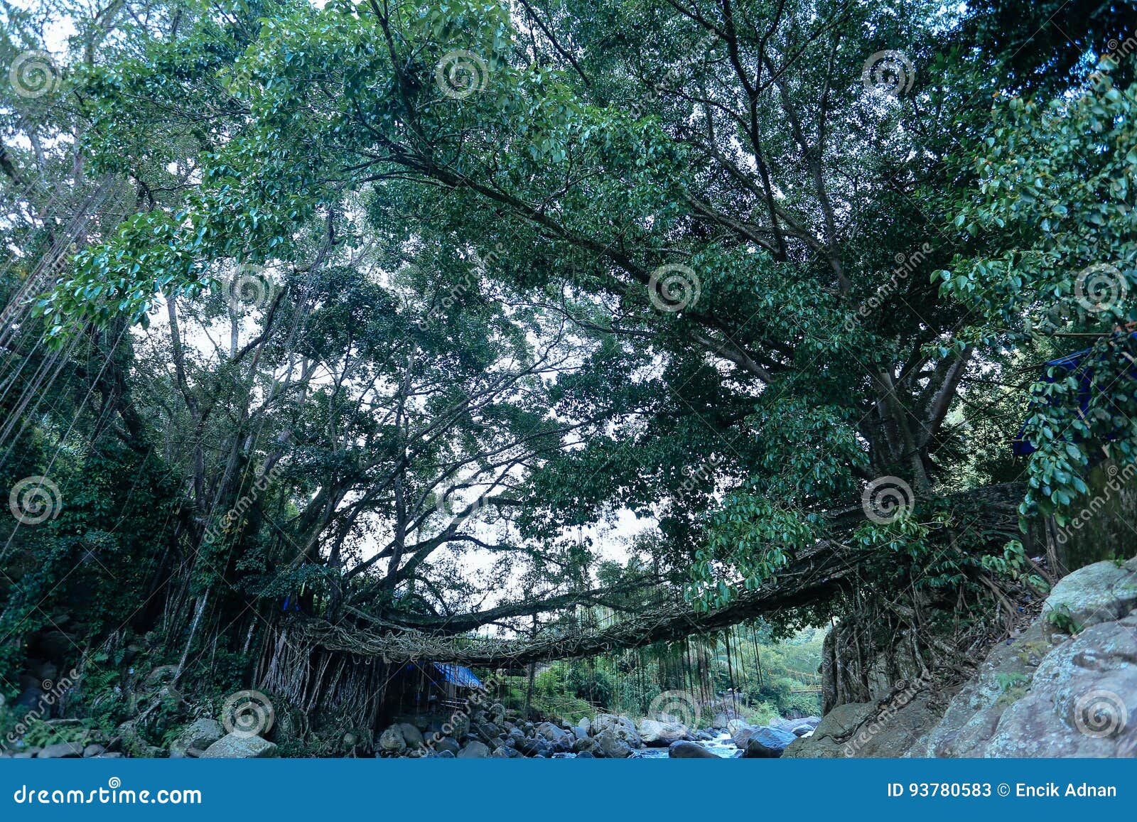 1,353 Landscape Root Bridge Stock Photos - Free & Royalty-Free Stock ...