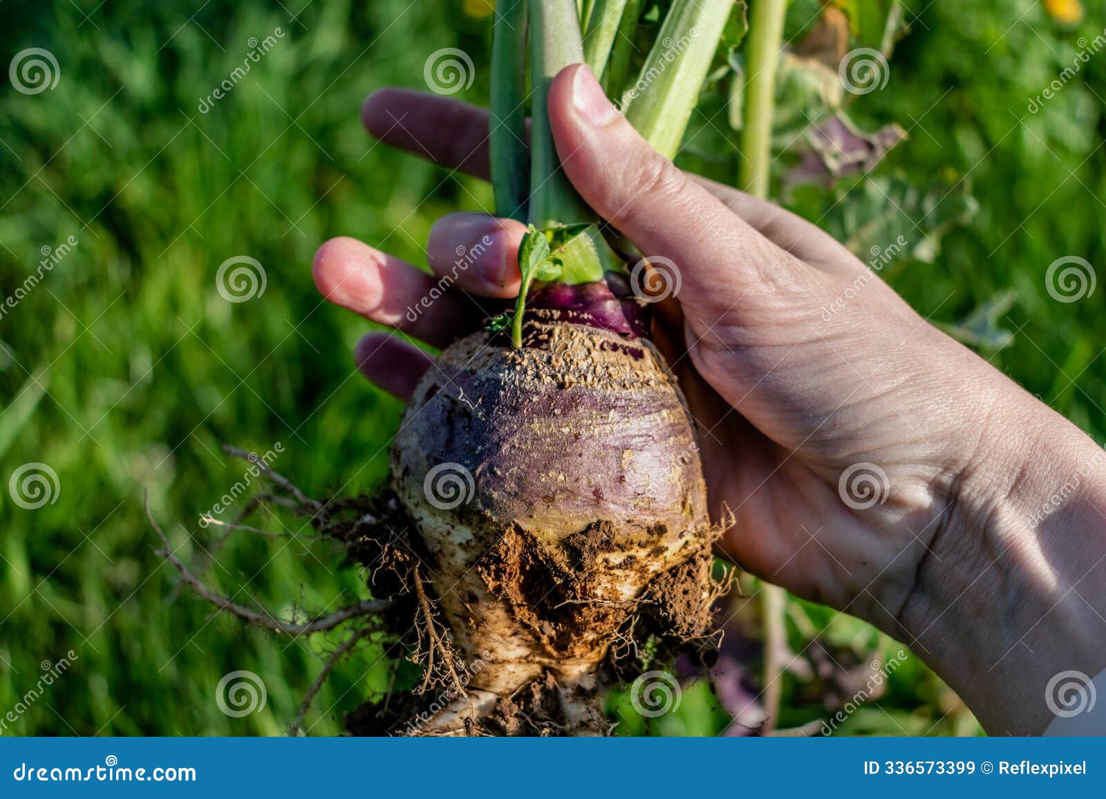 Root Cabbage, Rutabaga or Even Turnip Cabbage in Permaculture, Brassica ...