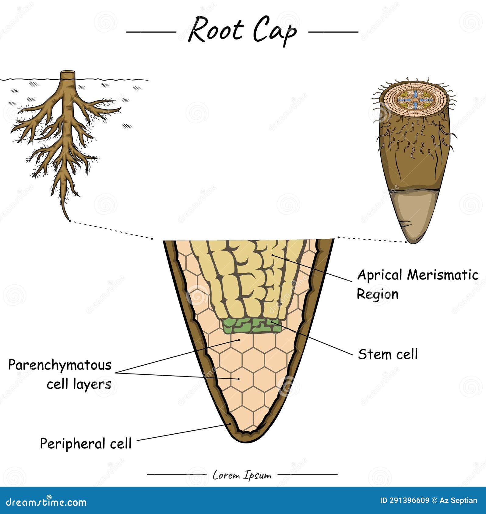 Root Cap. Diagram Showing the Root of a Coniferous Plant. Vector ...