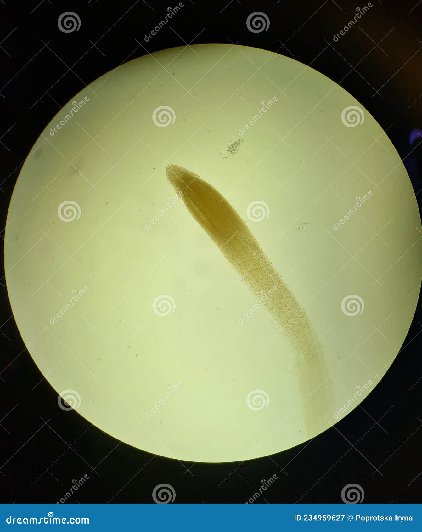 View Through Microscope At In Vitro Fertilization Process Royalty-Free ...