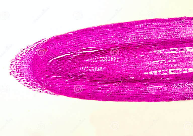 Root Cap - Microscopic View Stock Photo - Image of histology, plant ...