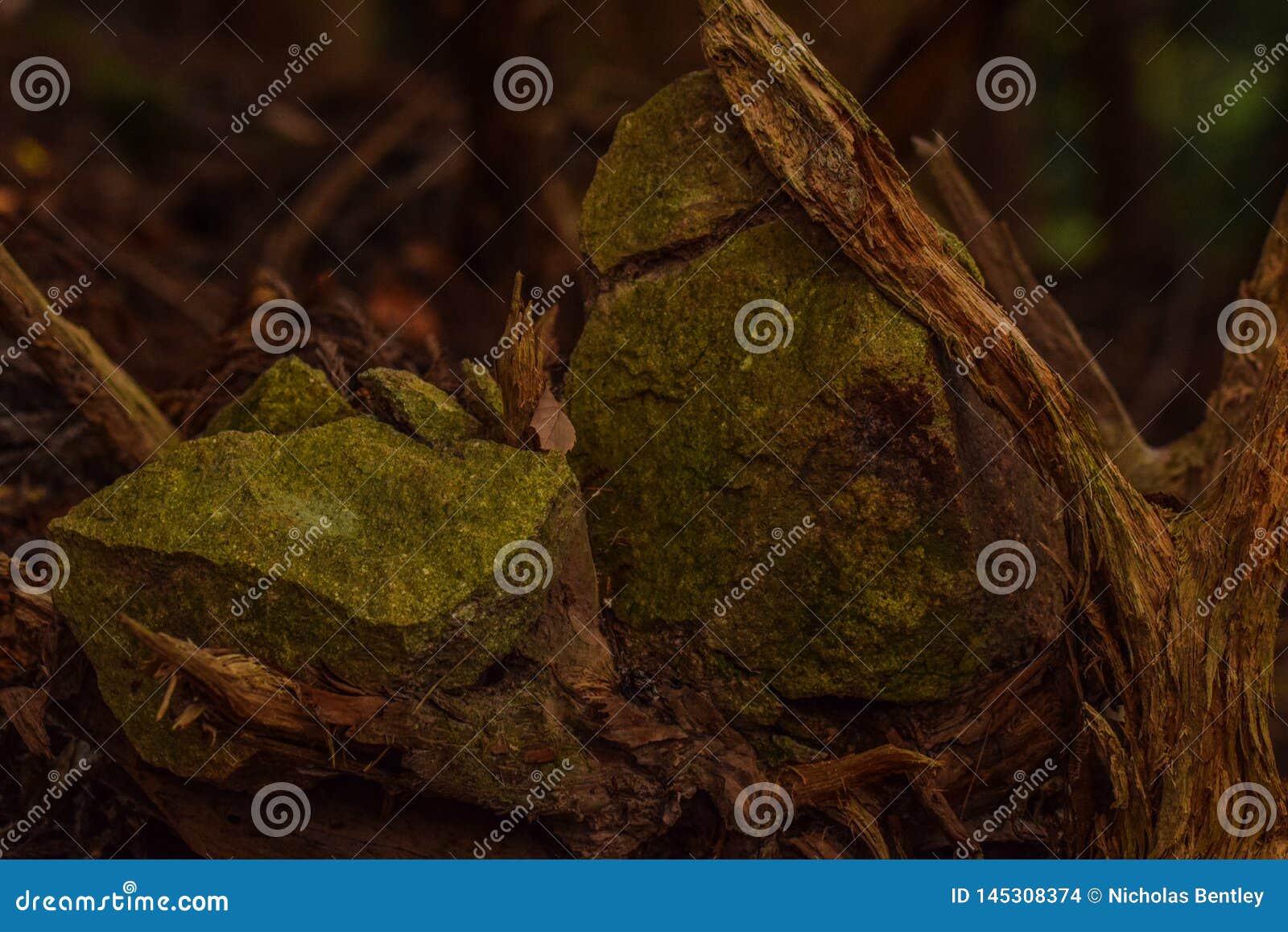 Root-Caught Rocks, Nikko Japan Stock Photo - Image of peaceful, roots ...