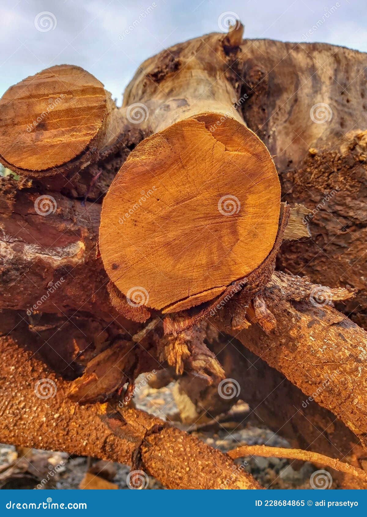 Root of cedar tree stock image. Image of wildlife, wood - 228684865