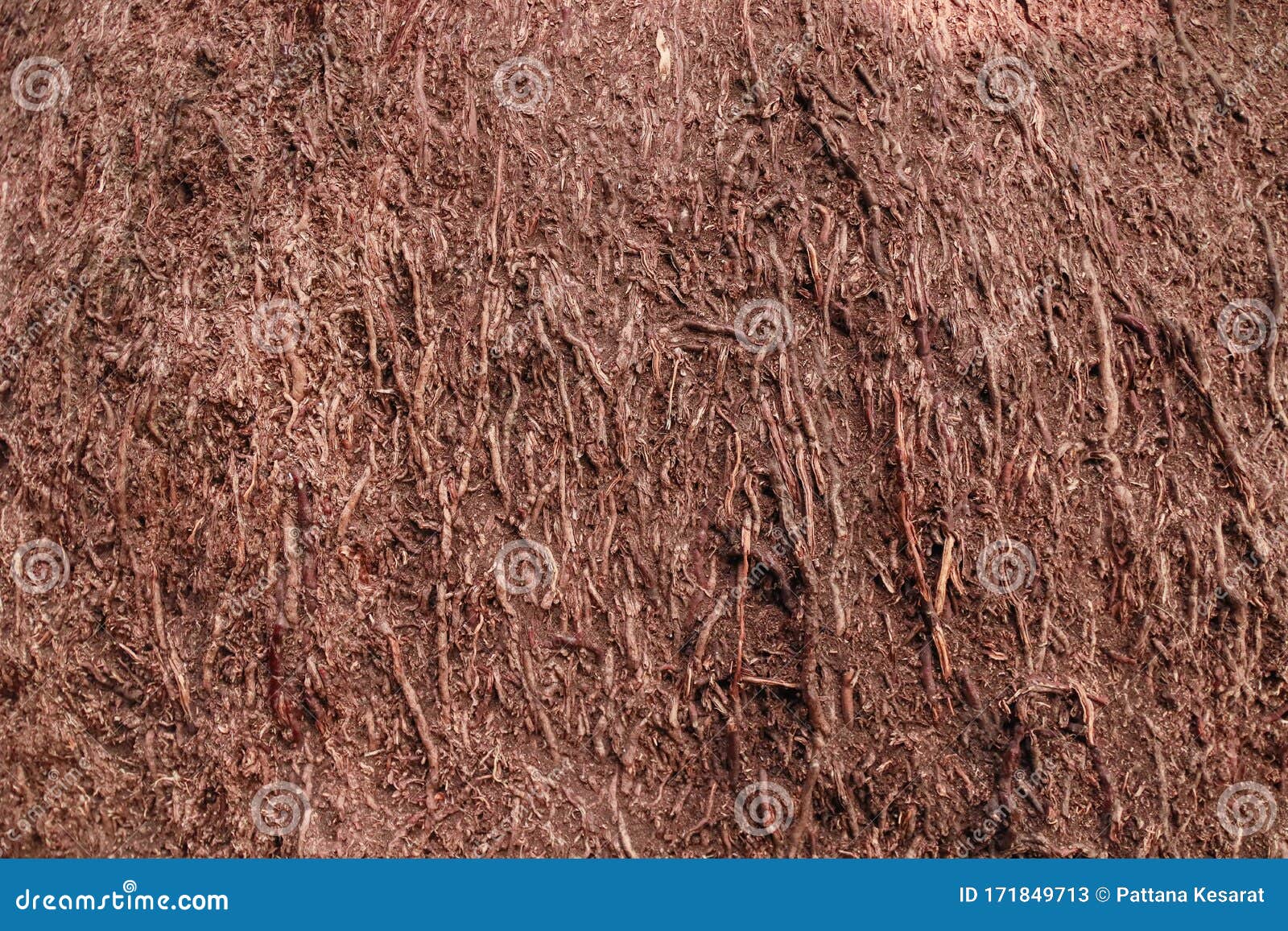 The Root of the Chanot Tree Stock Image - Image of naga, forest: 171849713