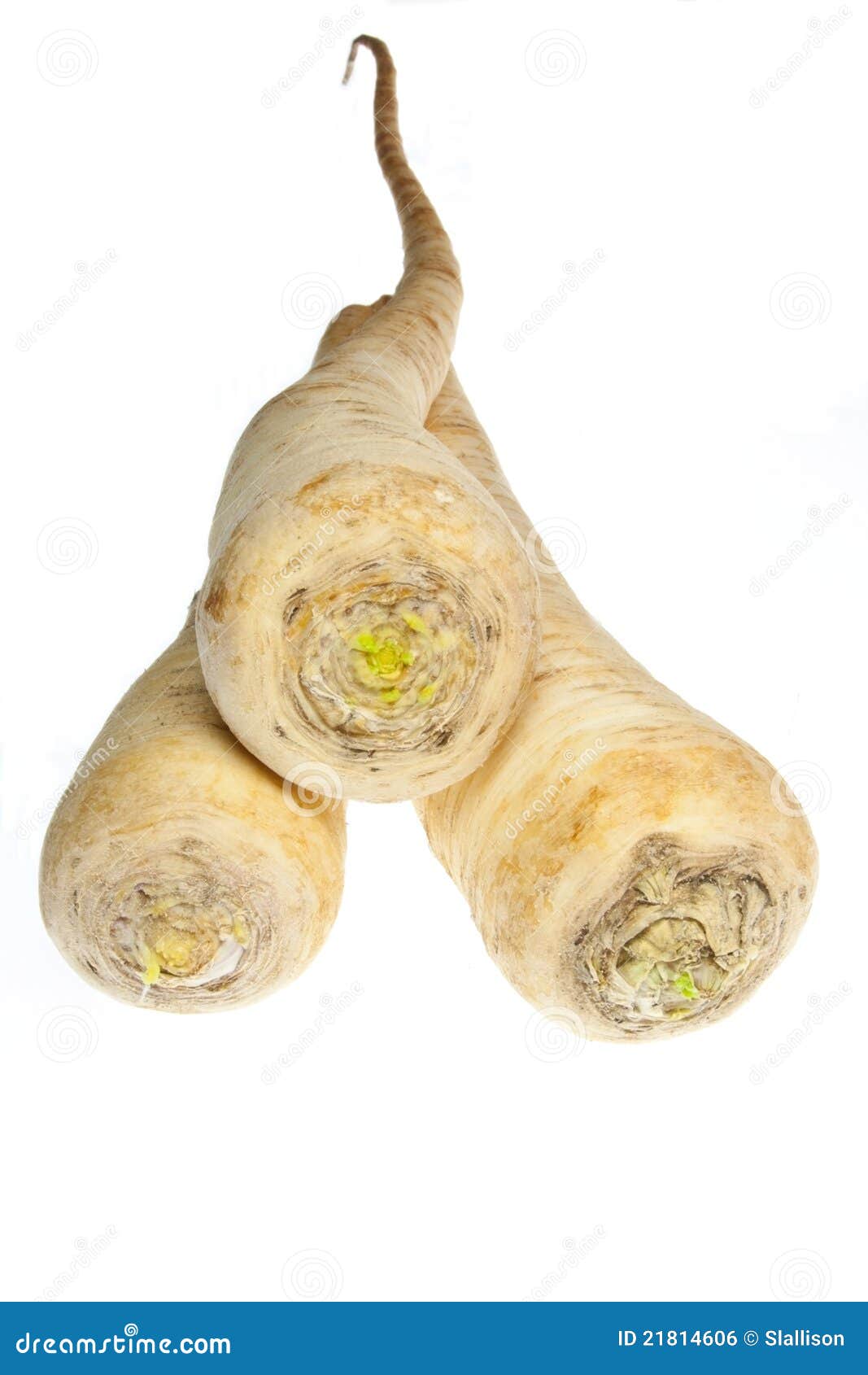 Root Chervil stock photo. Image of vegetable, chervil - 21814606