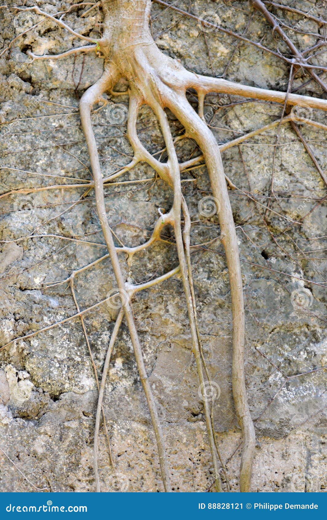 Root Clumps of a Shrub Colonizing Stock Image - Image of health, herb ...