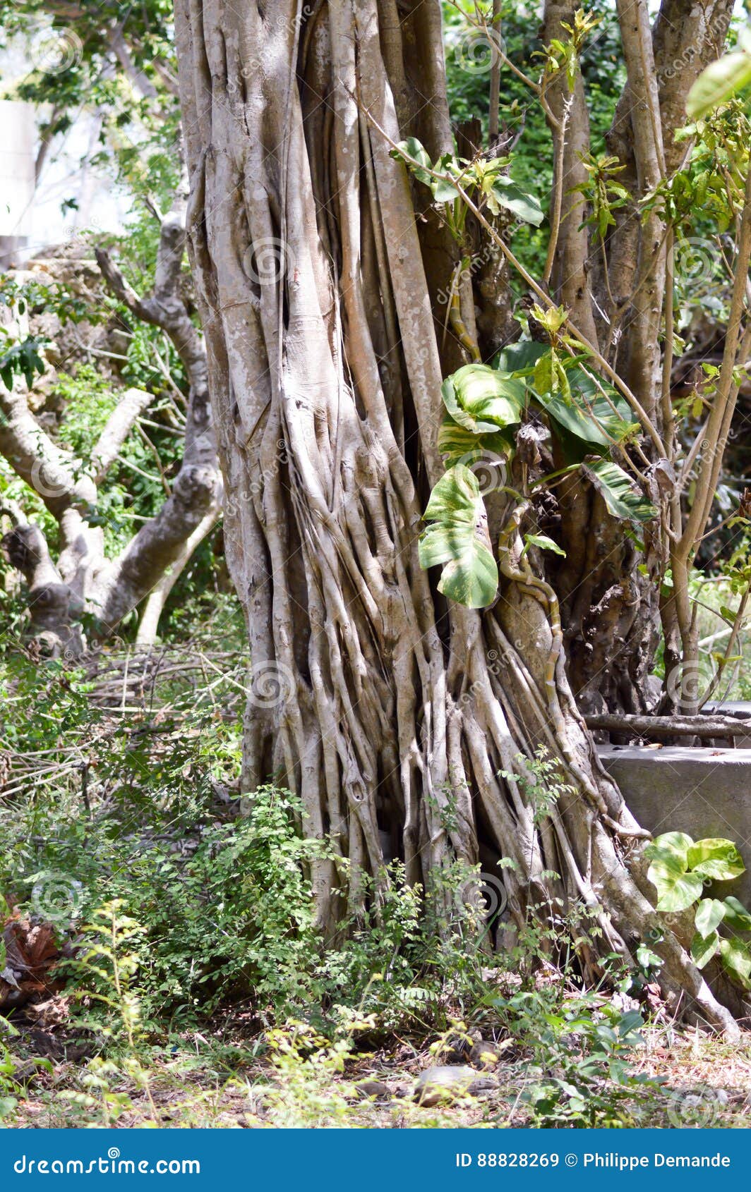 Root Clusters Along Stock Photos - Free & Royalty-Free Stock Photos ...