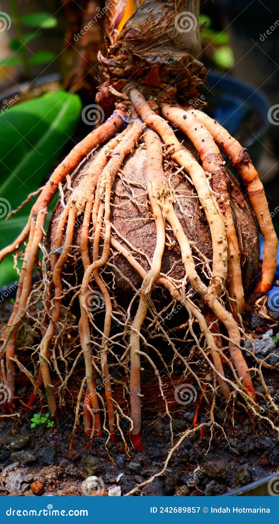 This is the Root of the Coconut Tree in Jakarta Indonesia, the Roots ...