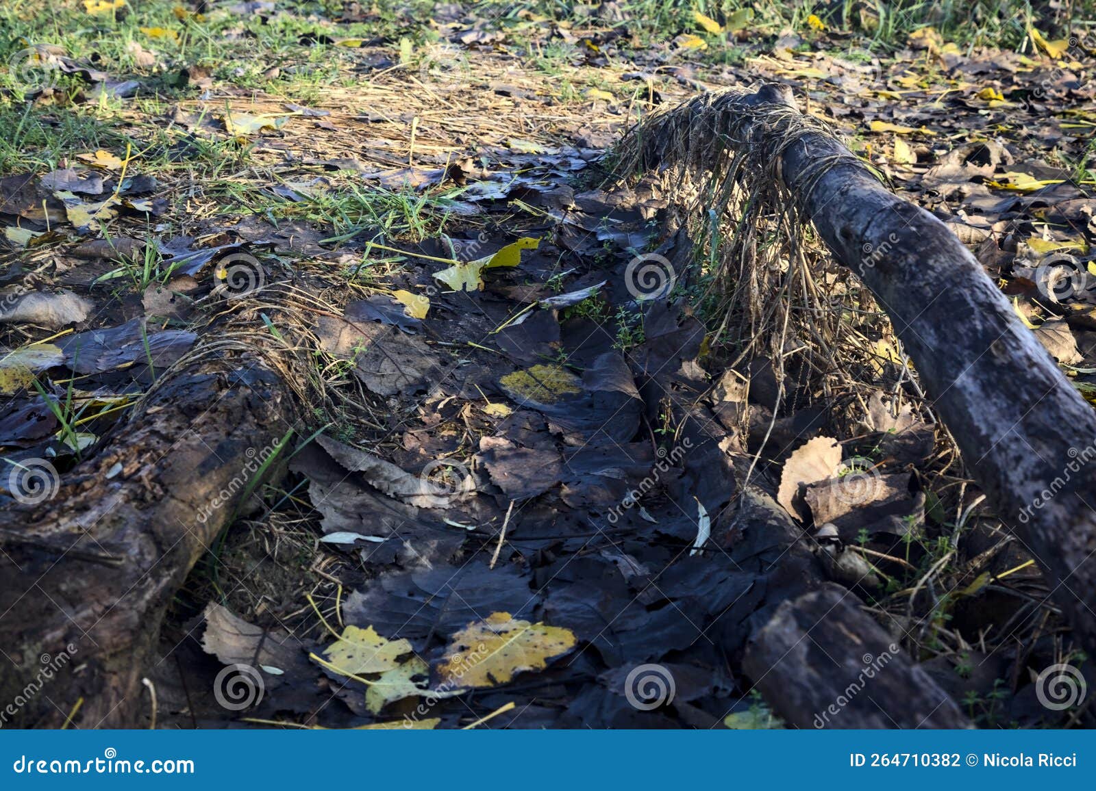 Root Coming Out of the Ground Seen Up Close Stock Photo - Image of ...