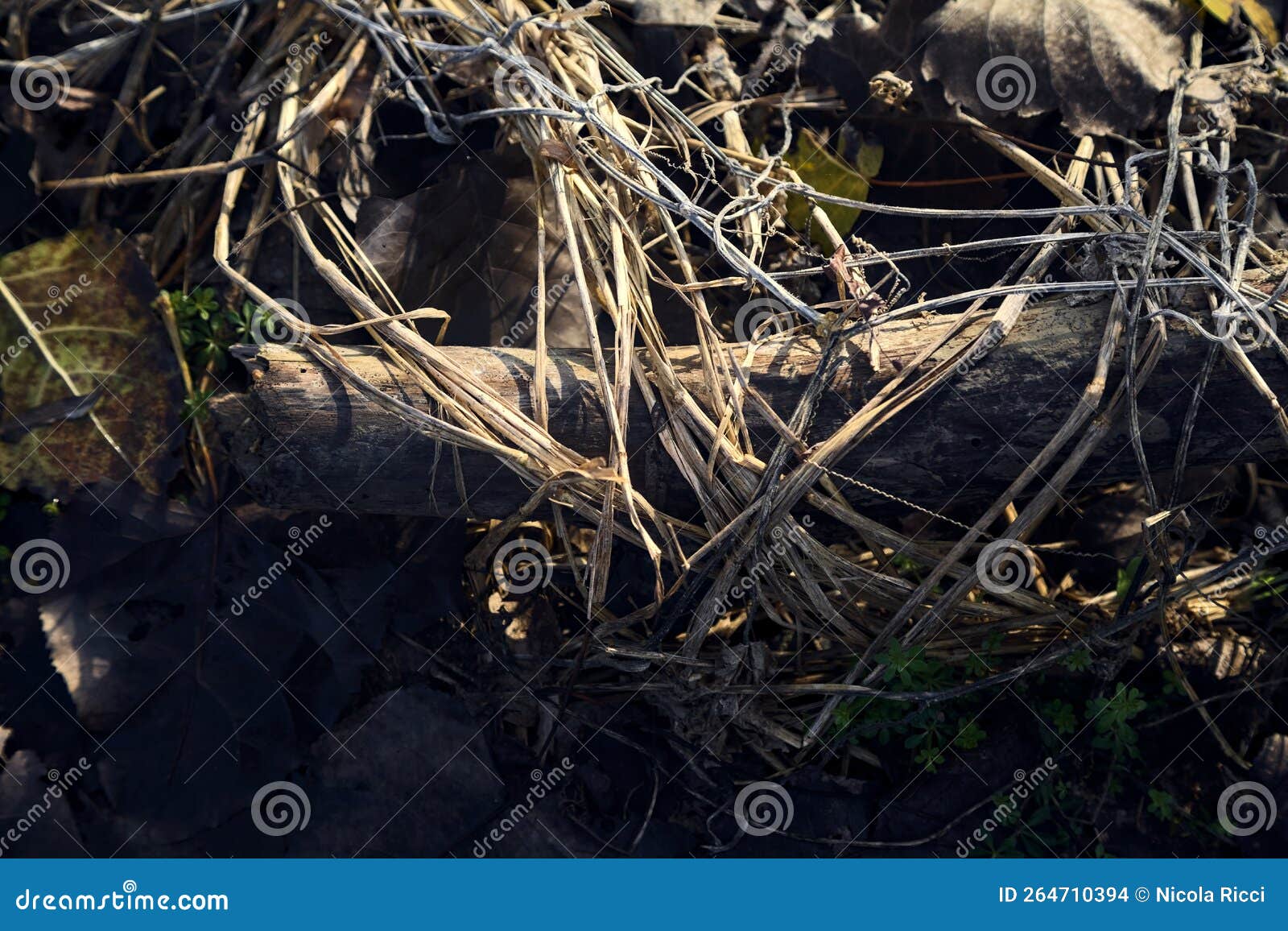Root Coming Out of the Ground Seen Up Close Stock Photo - Image of ...