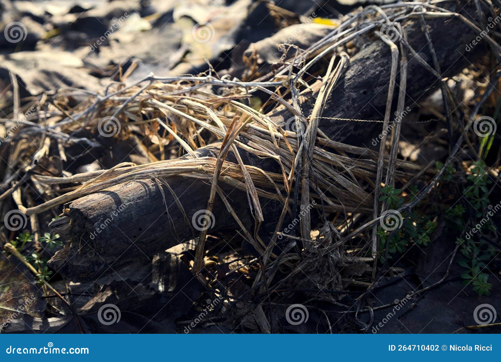 Root Coming Out of the Ground Seen Up Close Stock Photo - Image of ...