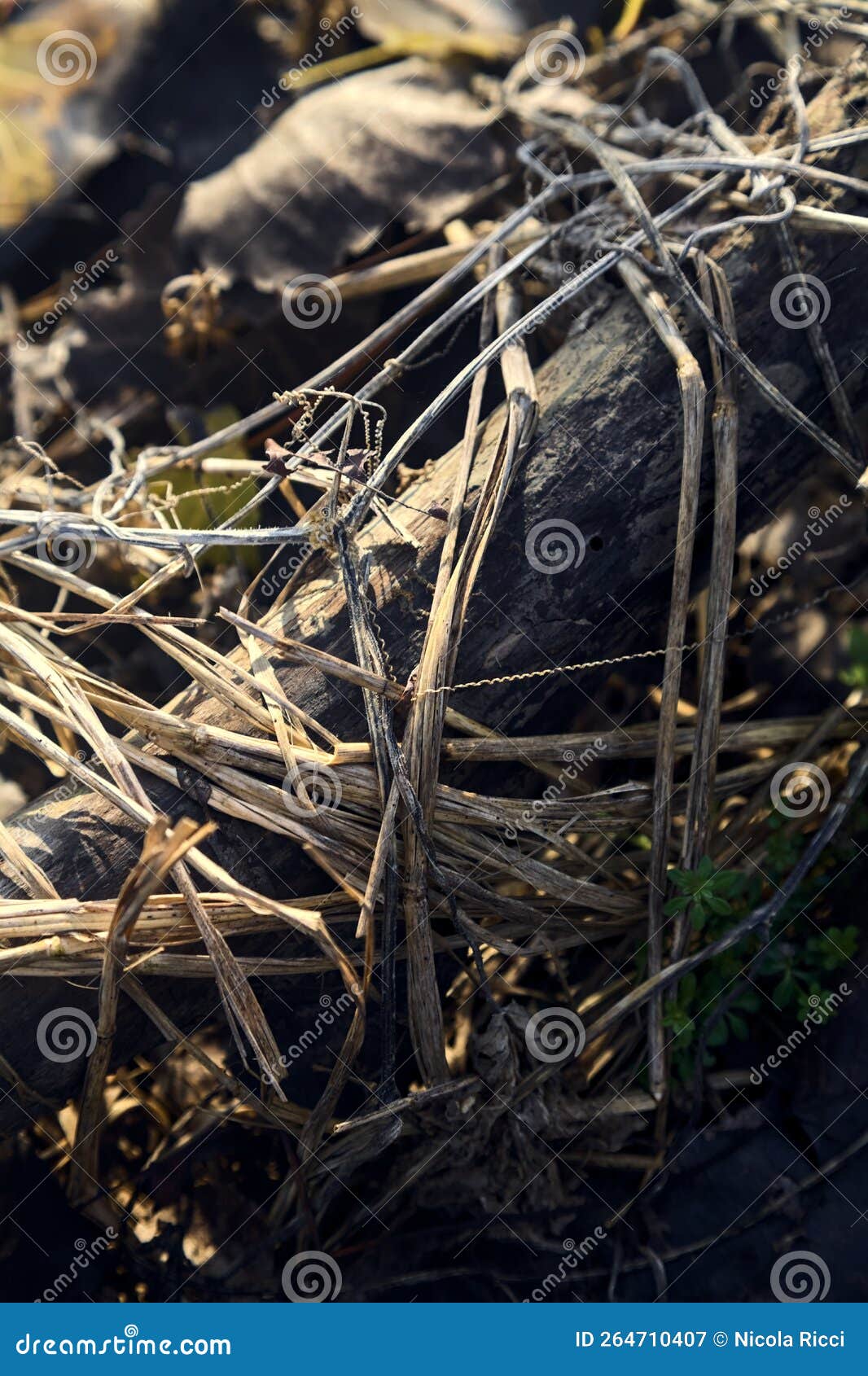 Root Coming Out of the Ground Seen Up Close Stock Image - Image of dark ...