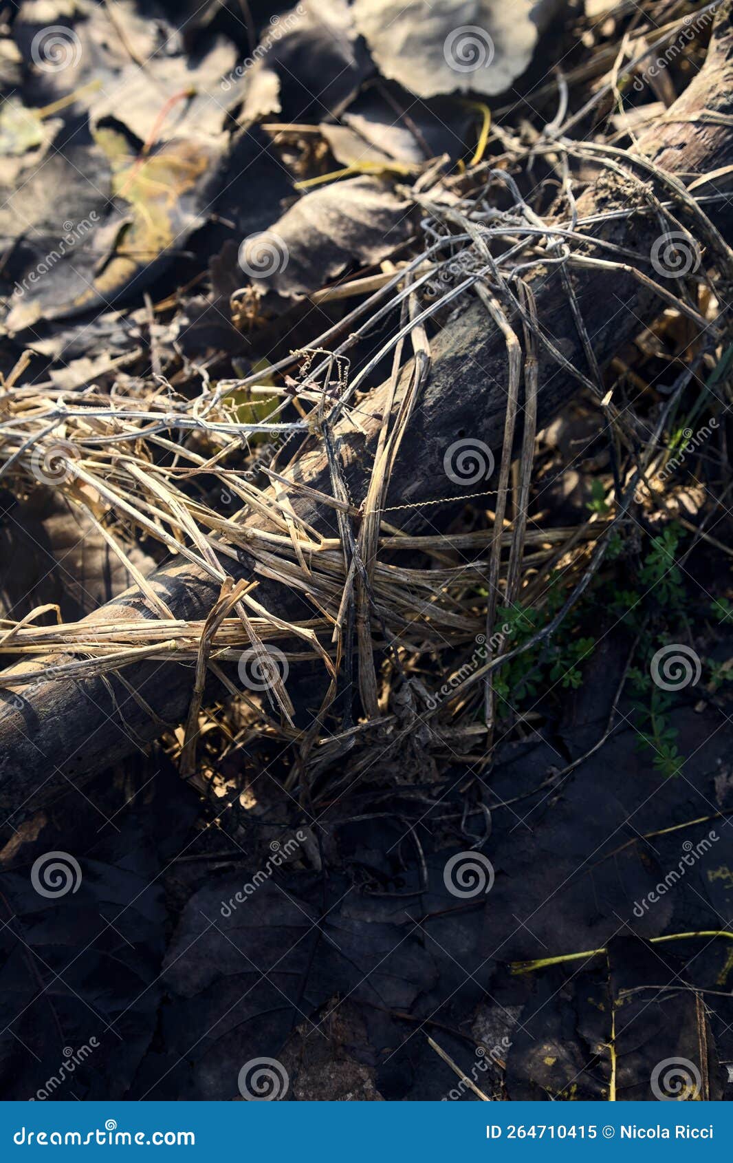 Root Coming Out of the Ground Seen Up Close Stock Image - Image of ...