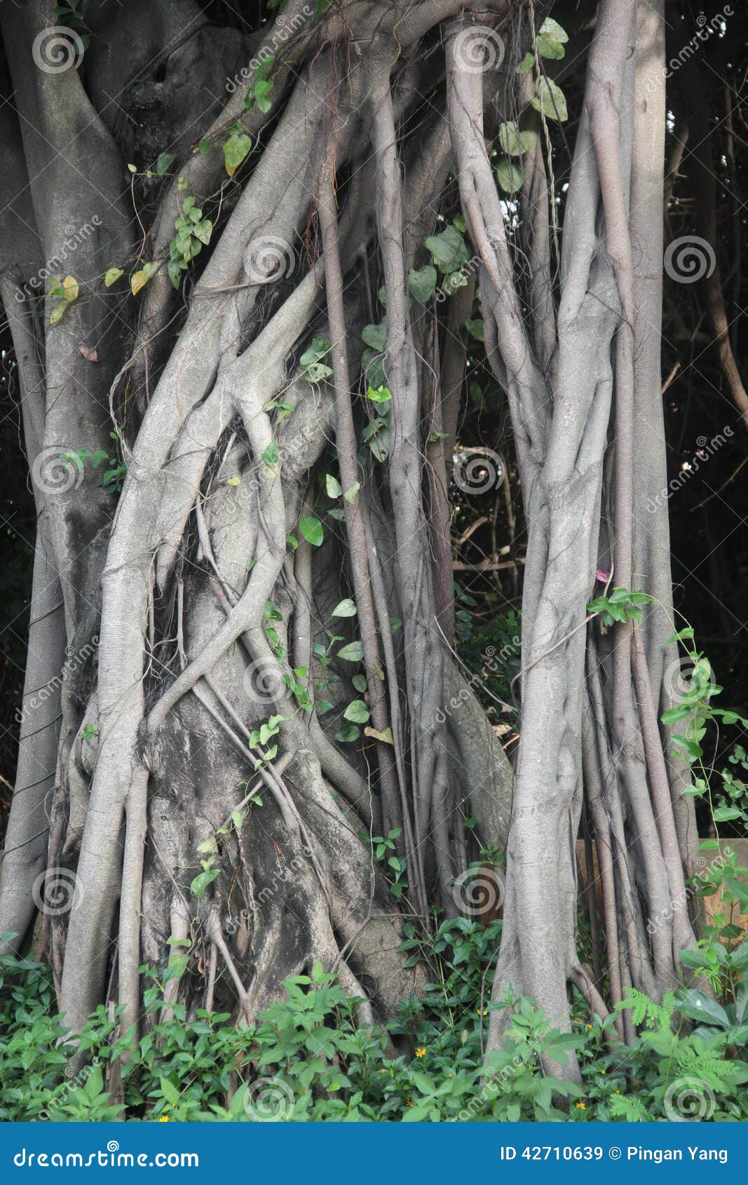The root of the complex stock image. Image of plant, complex - 42710639