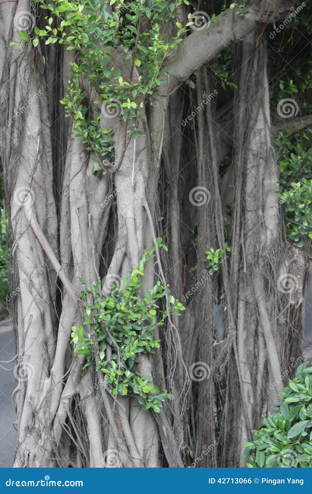 The root of the complex stock photo. Image of green, rich - 42713066