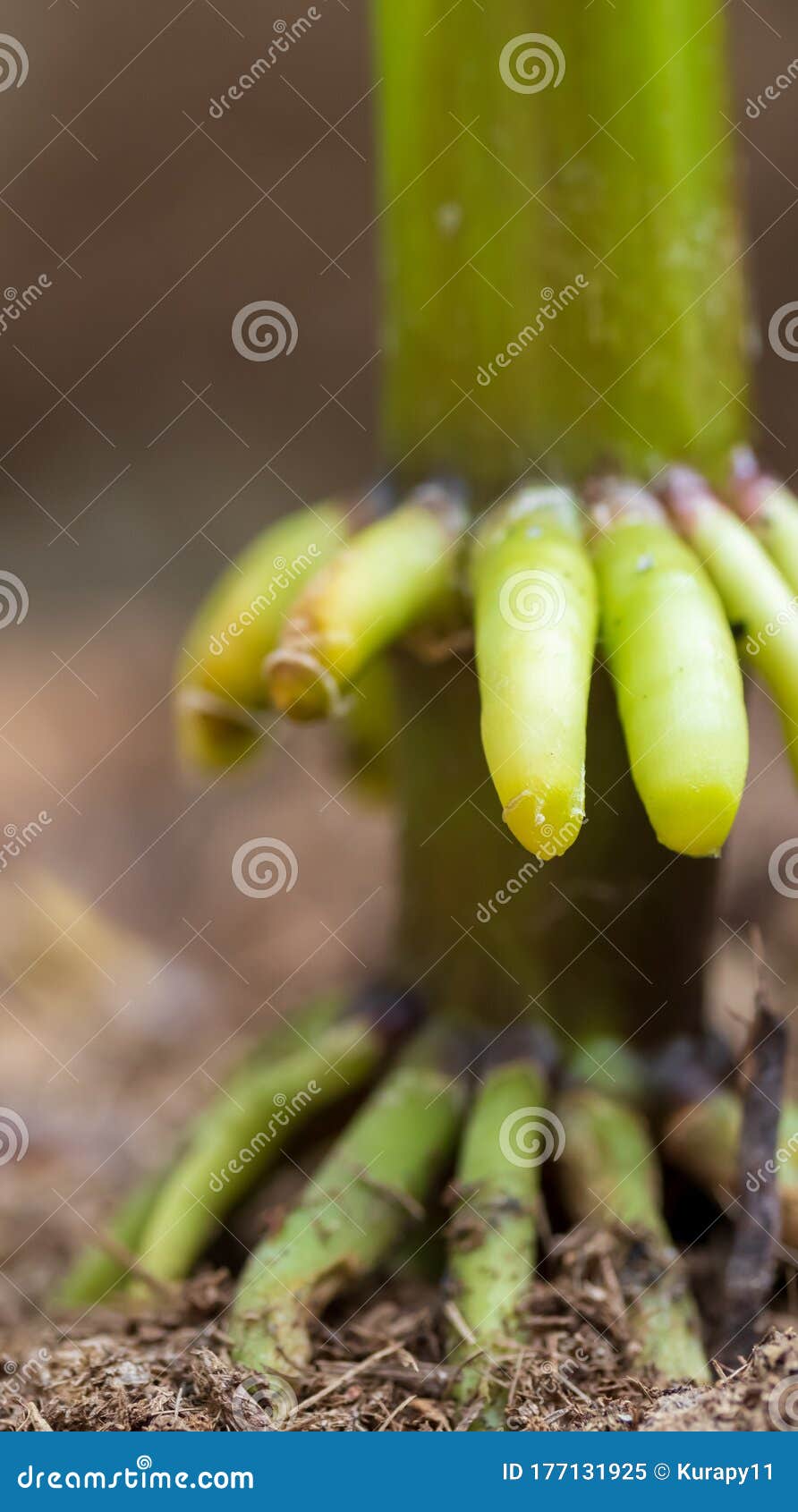 Root of Corn Plant for Food from the Soil Stock Image - Image of ...