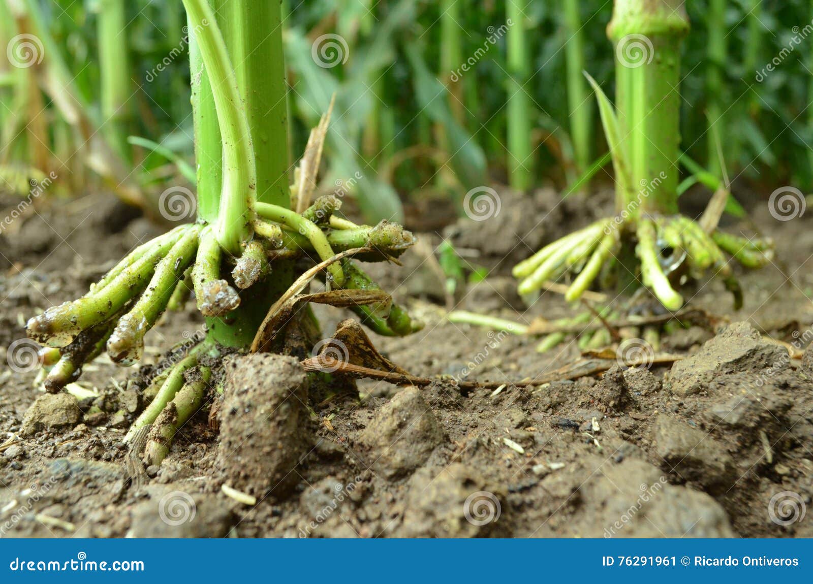 Root of corn plant stock image. Image of agriculture - 76291961