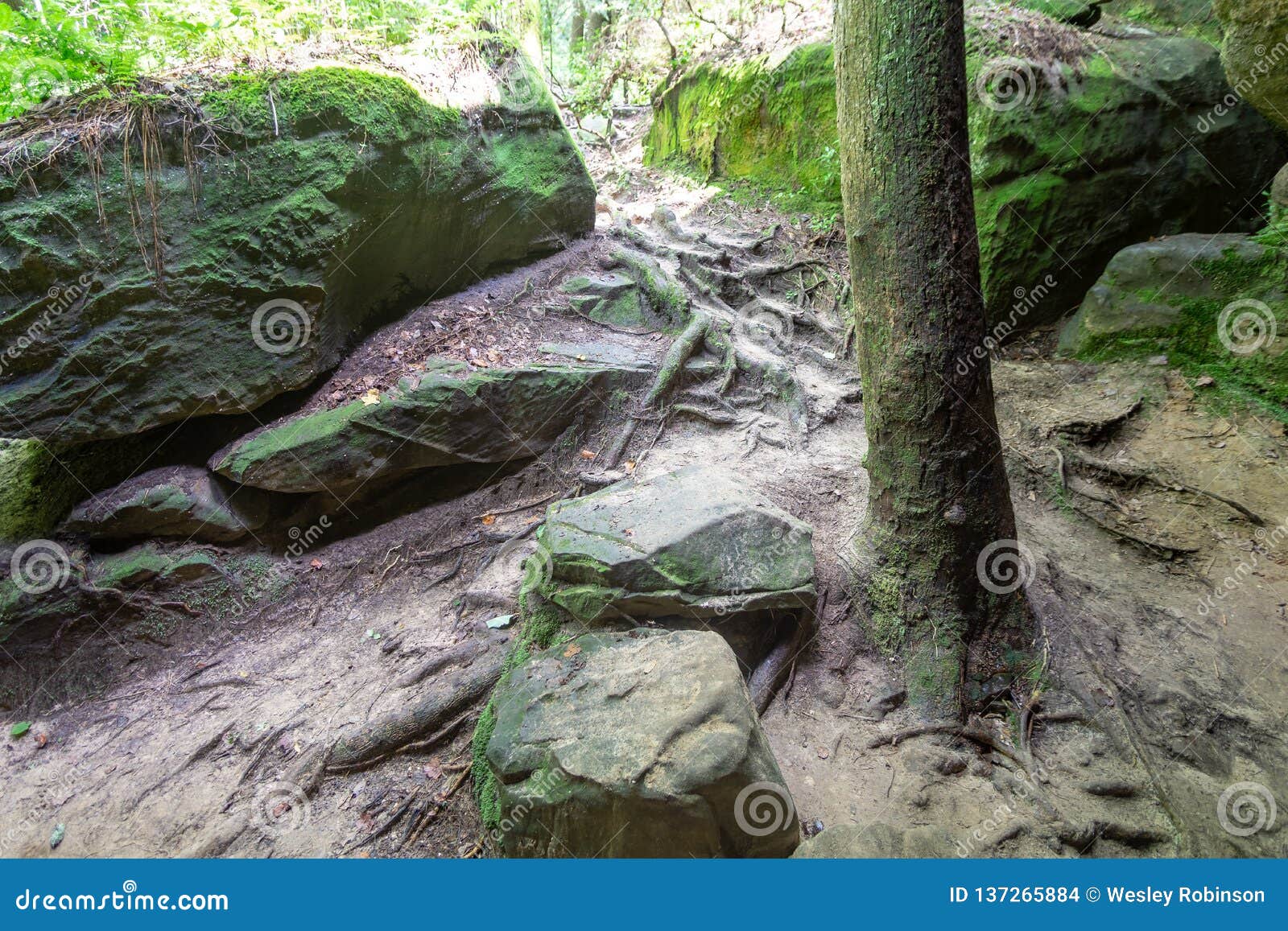 Root Covered Path stock photo. Image of path, rays, roots - 137265884