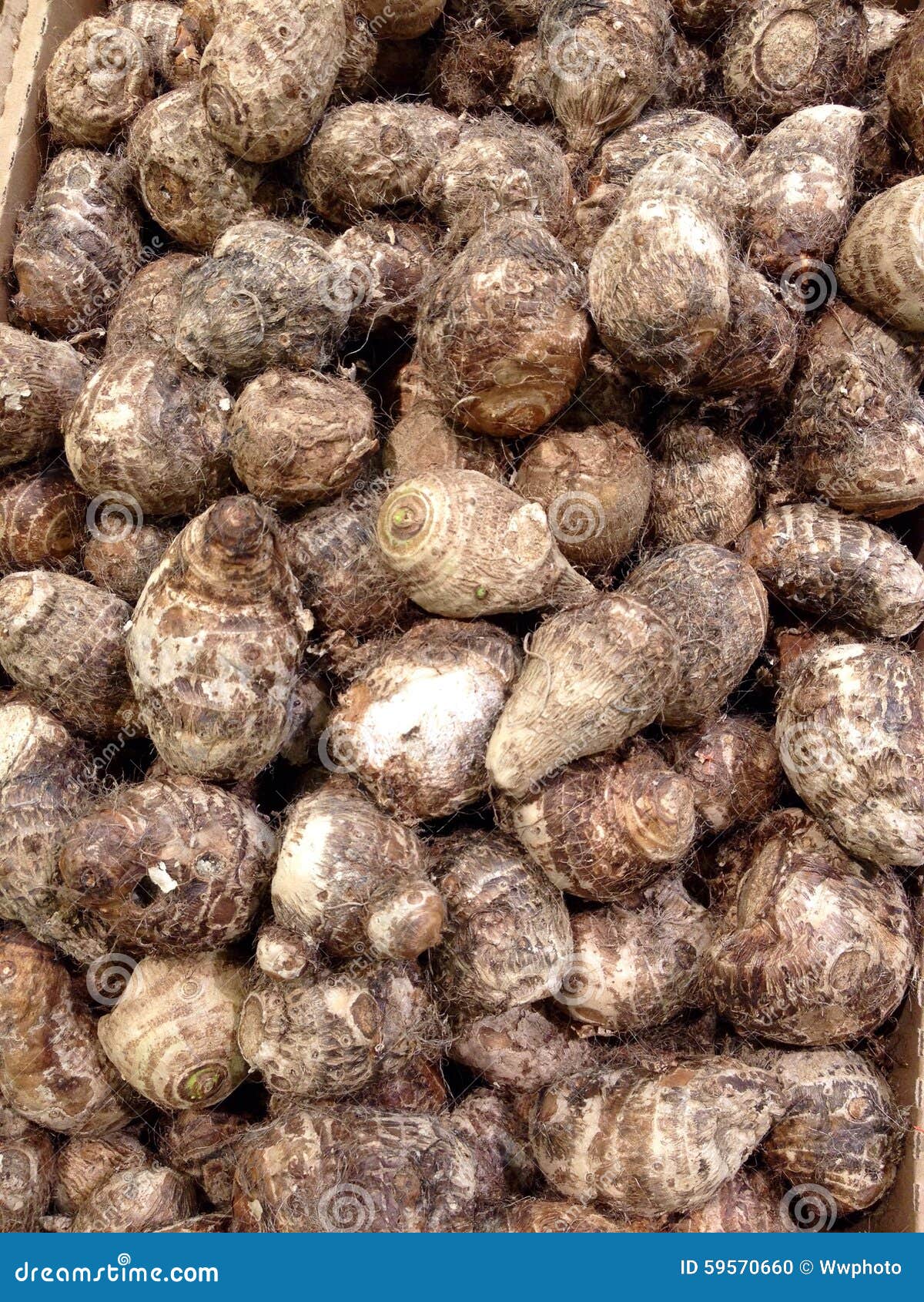 Root-crop stock photo. Image of crop, beauty, freshness - 59570660