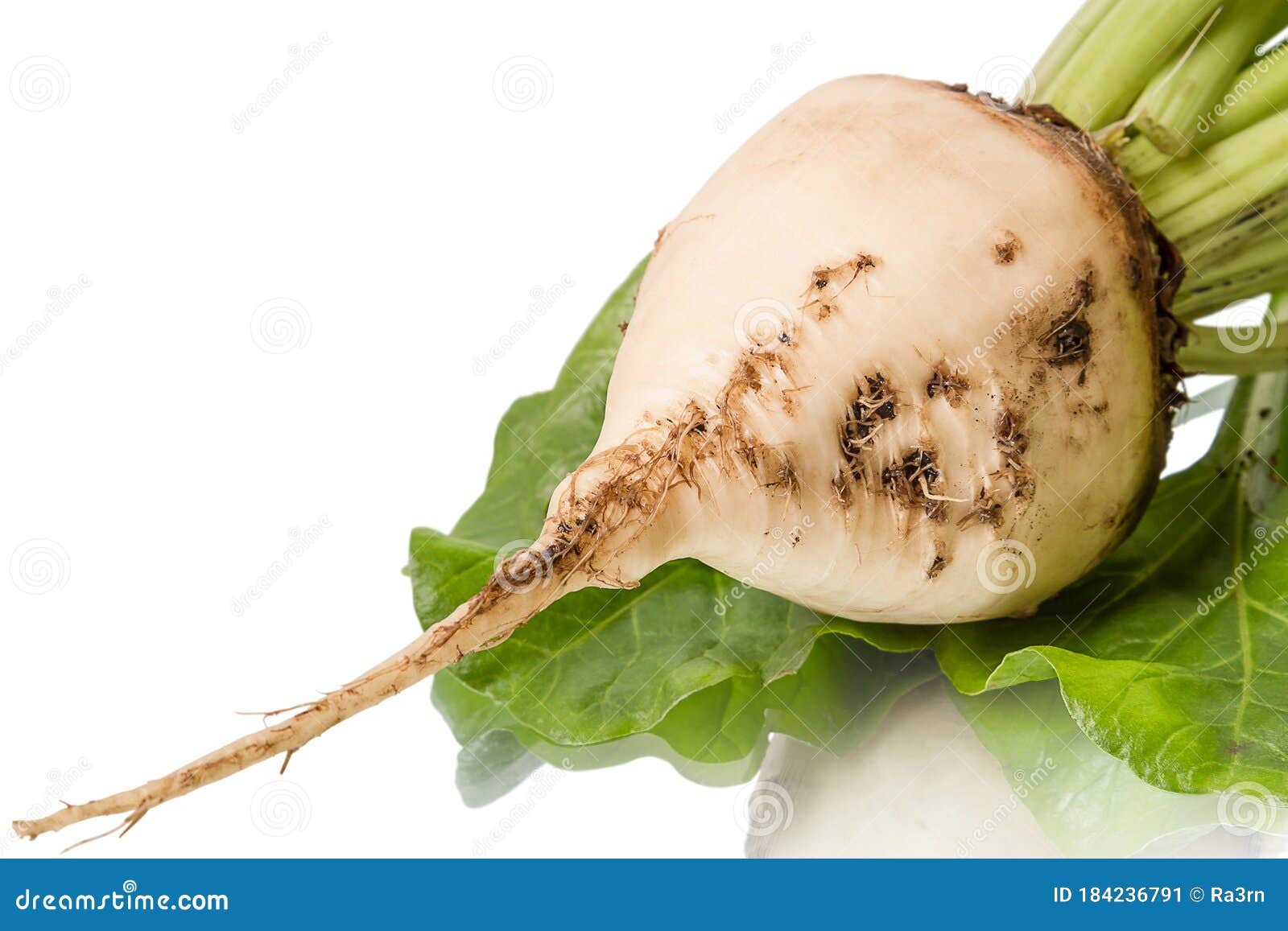 Root crop Sugar beet stock image. Image of white, root - 184236791