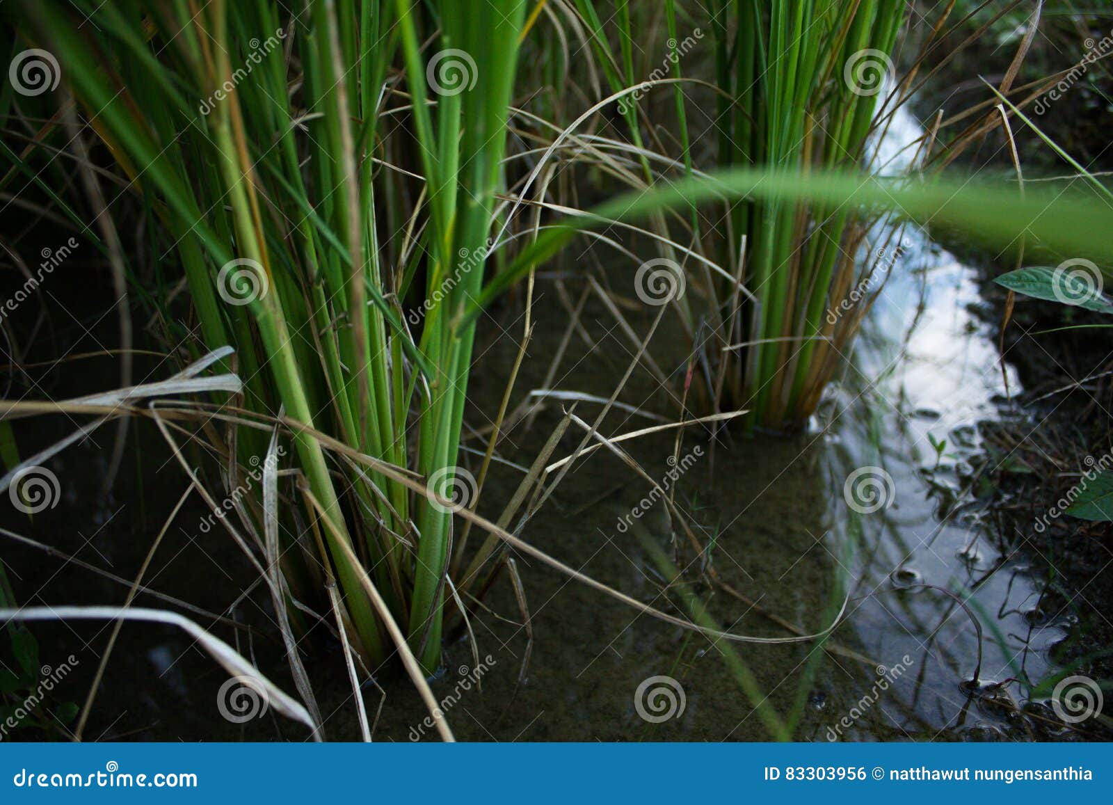 Root crops in water stock photo. Image of asia, background - 83303956
