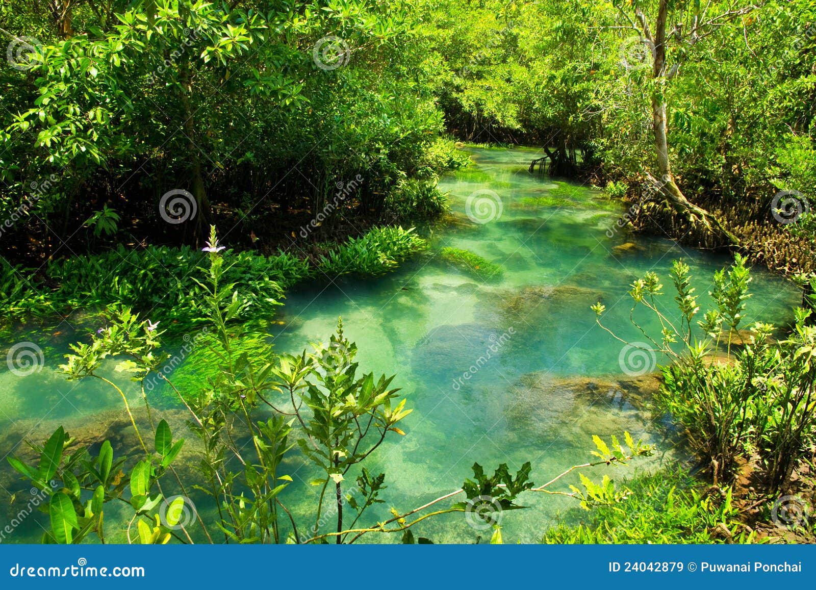 The Root and Crystal Stream Stock Image - Image of blue, clean: 24042879