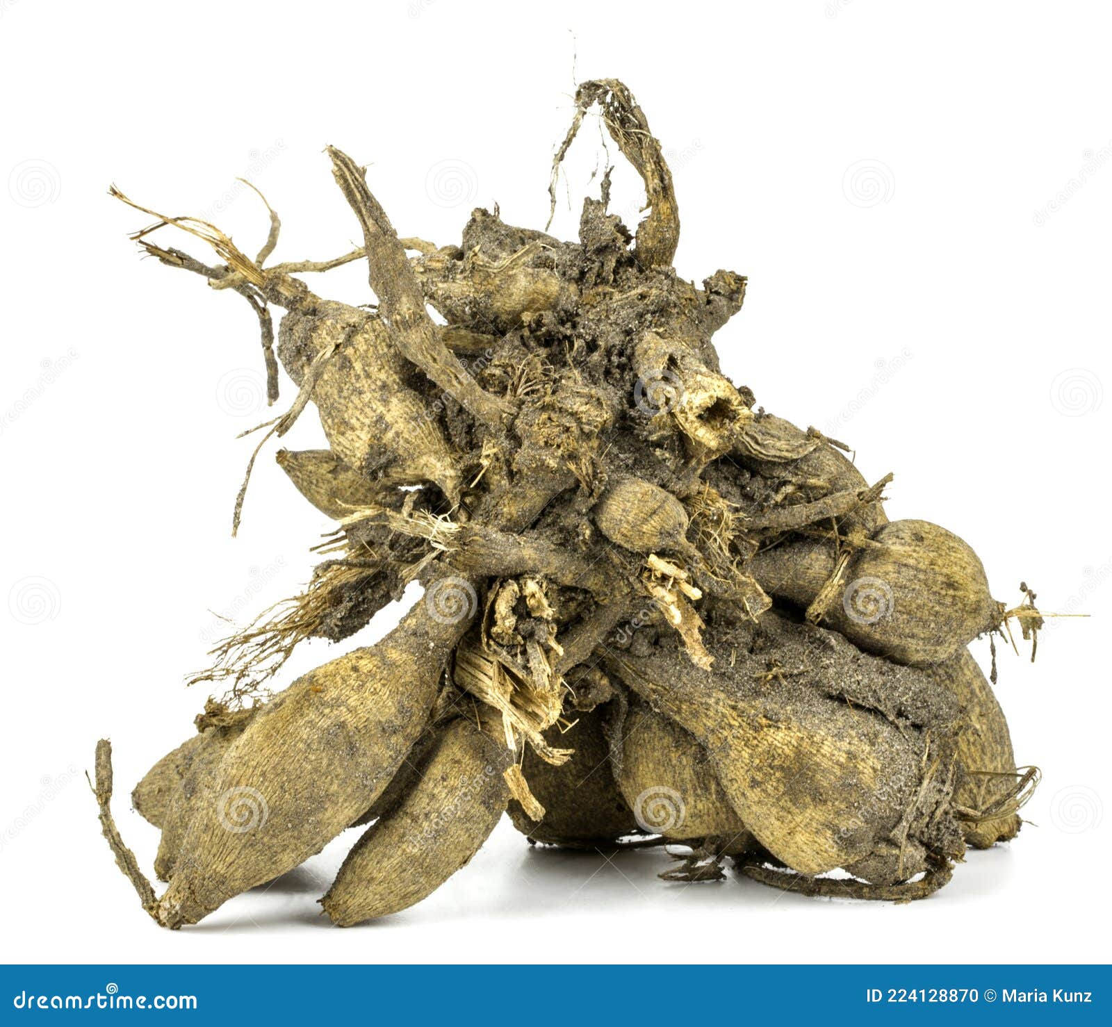 Tuberous Roots Of Dahlia