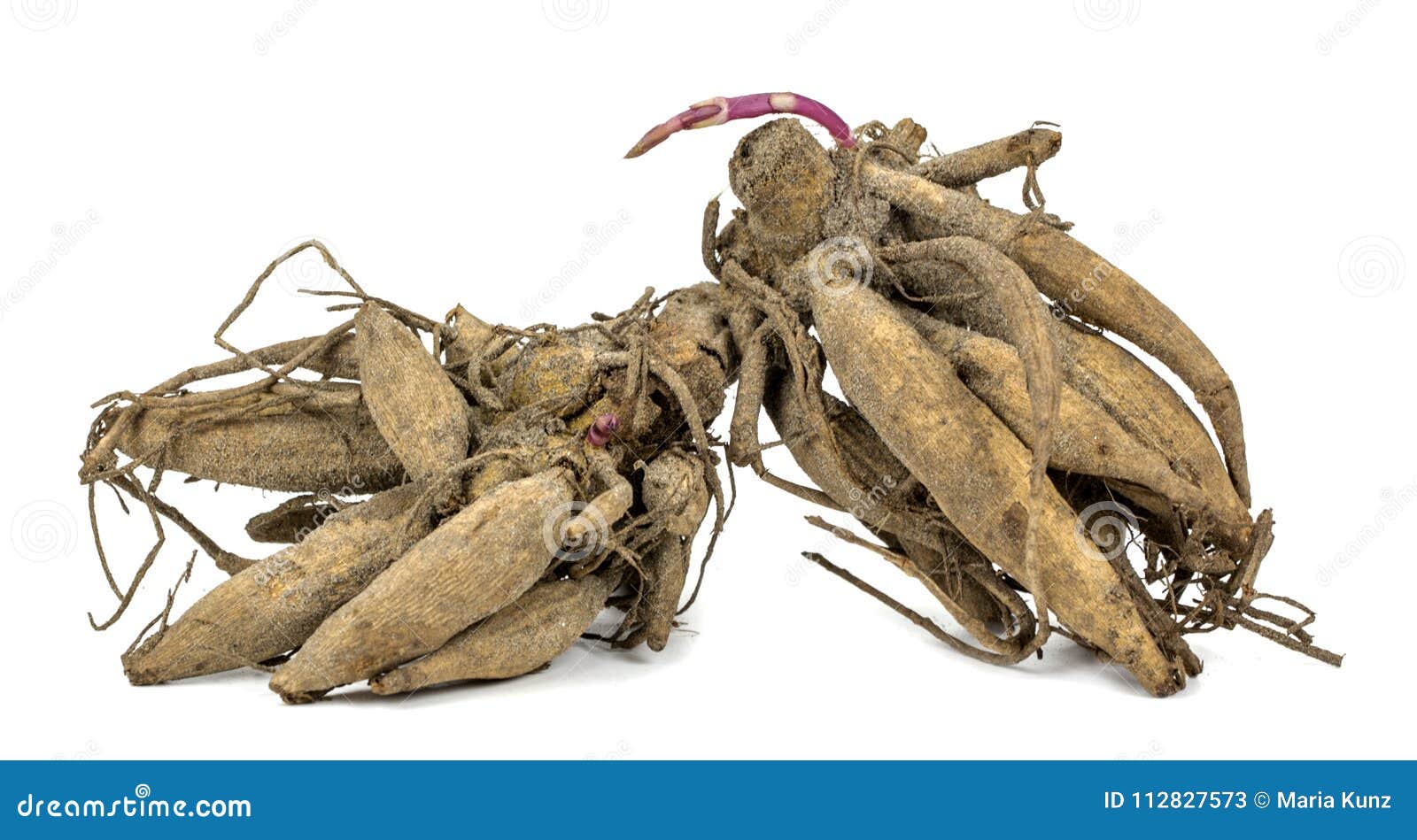 Root of a Dahlia! Isolated!!! Stock Image - Image of nature, botanical ...