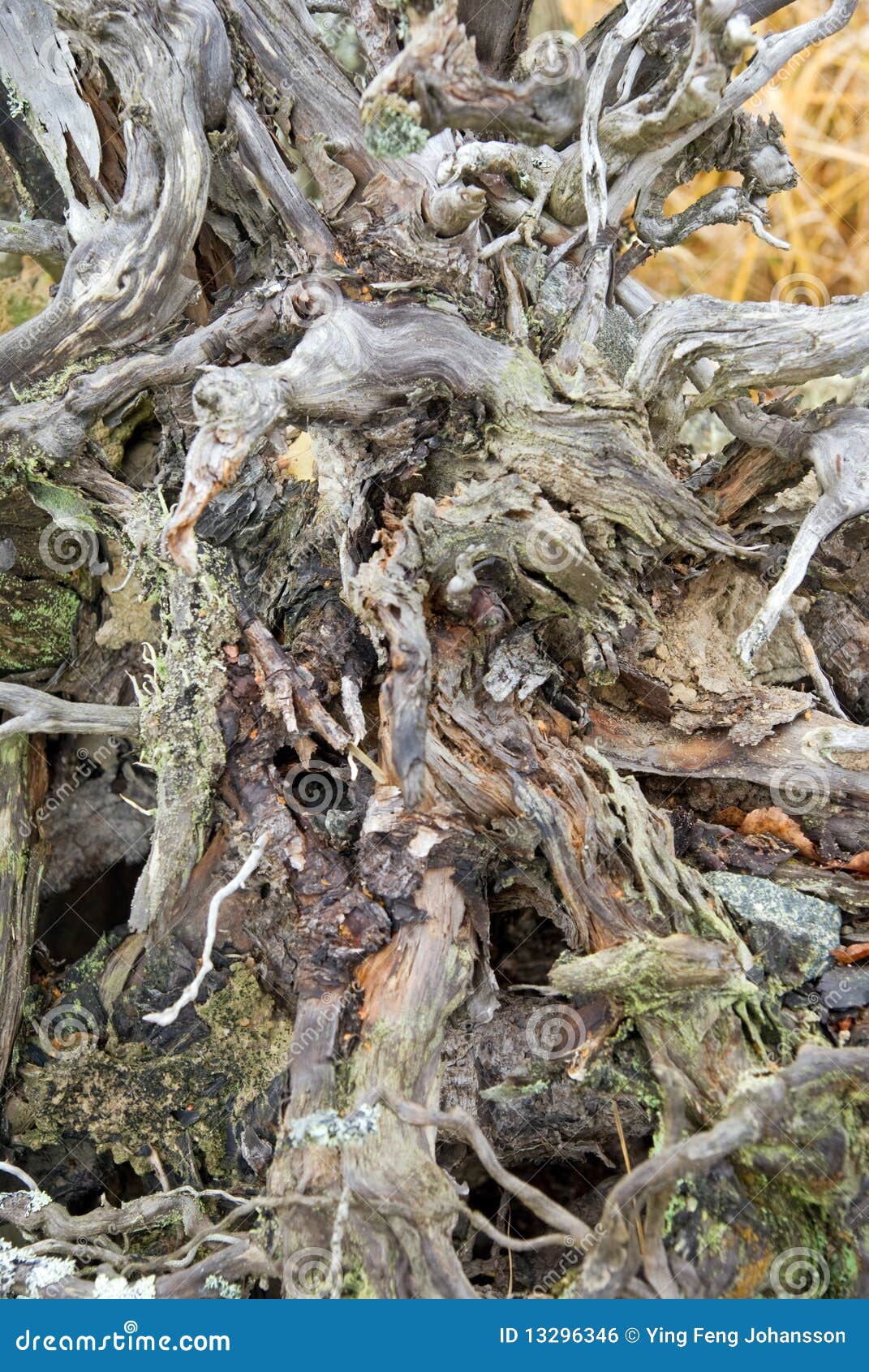 Root of dead tree stock photo. Image of nature, wilted - 13296346