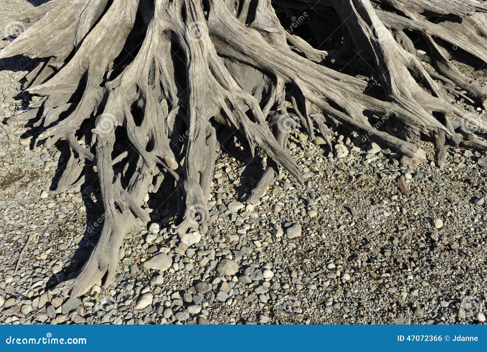 Root of a Dead Tree. stock photo. Image of nature, stamp - 47072366