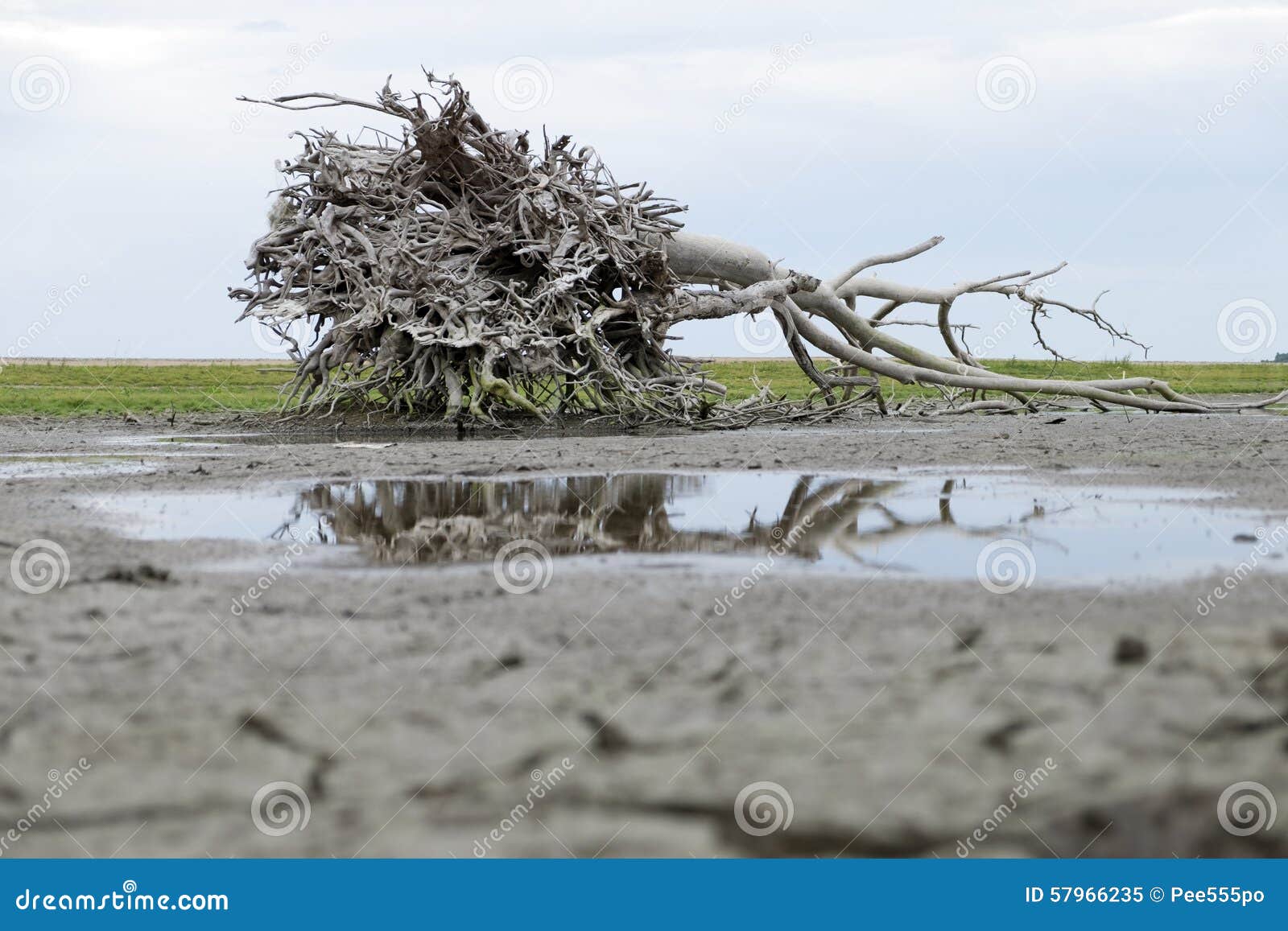Root of a dead tree stock image. Image of skeletal, forest - 57966235