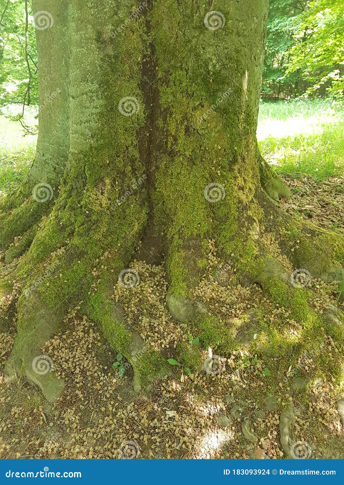 Root Deep To Connect with Source Stock Photo - Image of grass, trunk ...
