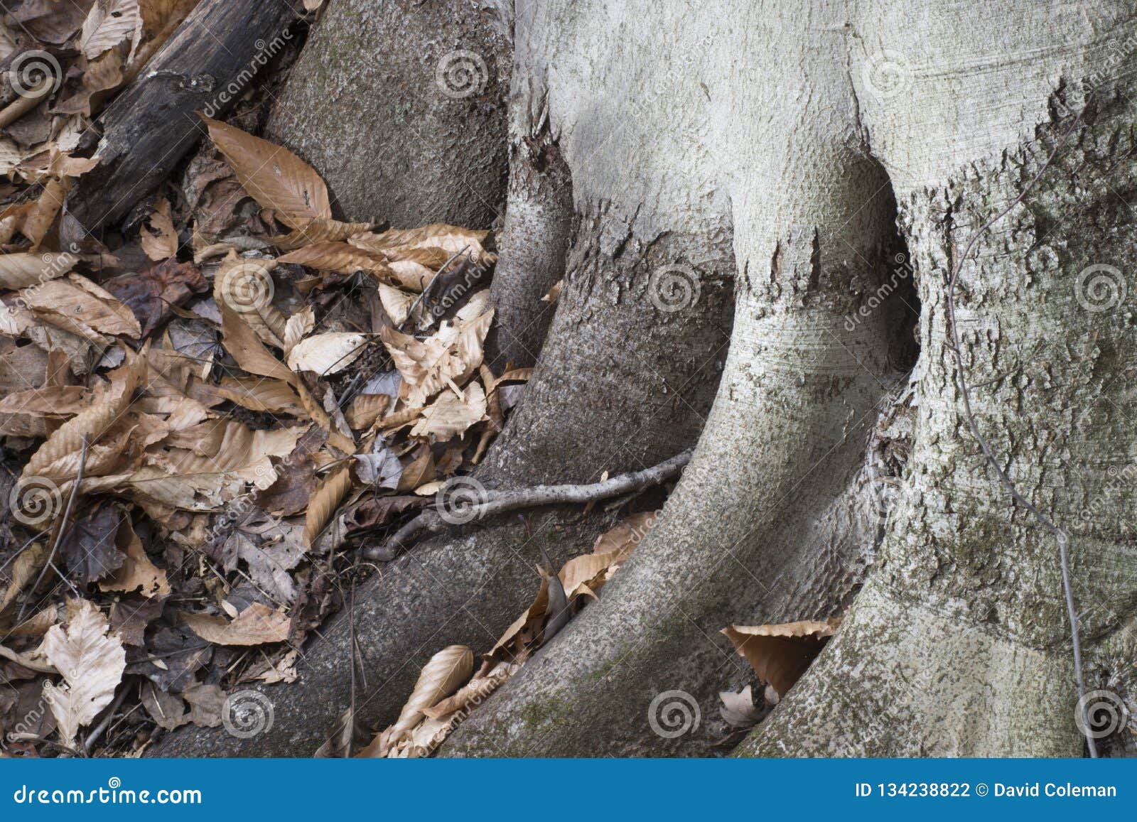 Root Detail of Tree in Forest Stock Photo - Image of virginia, trunk ...
