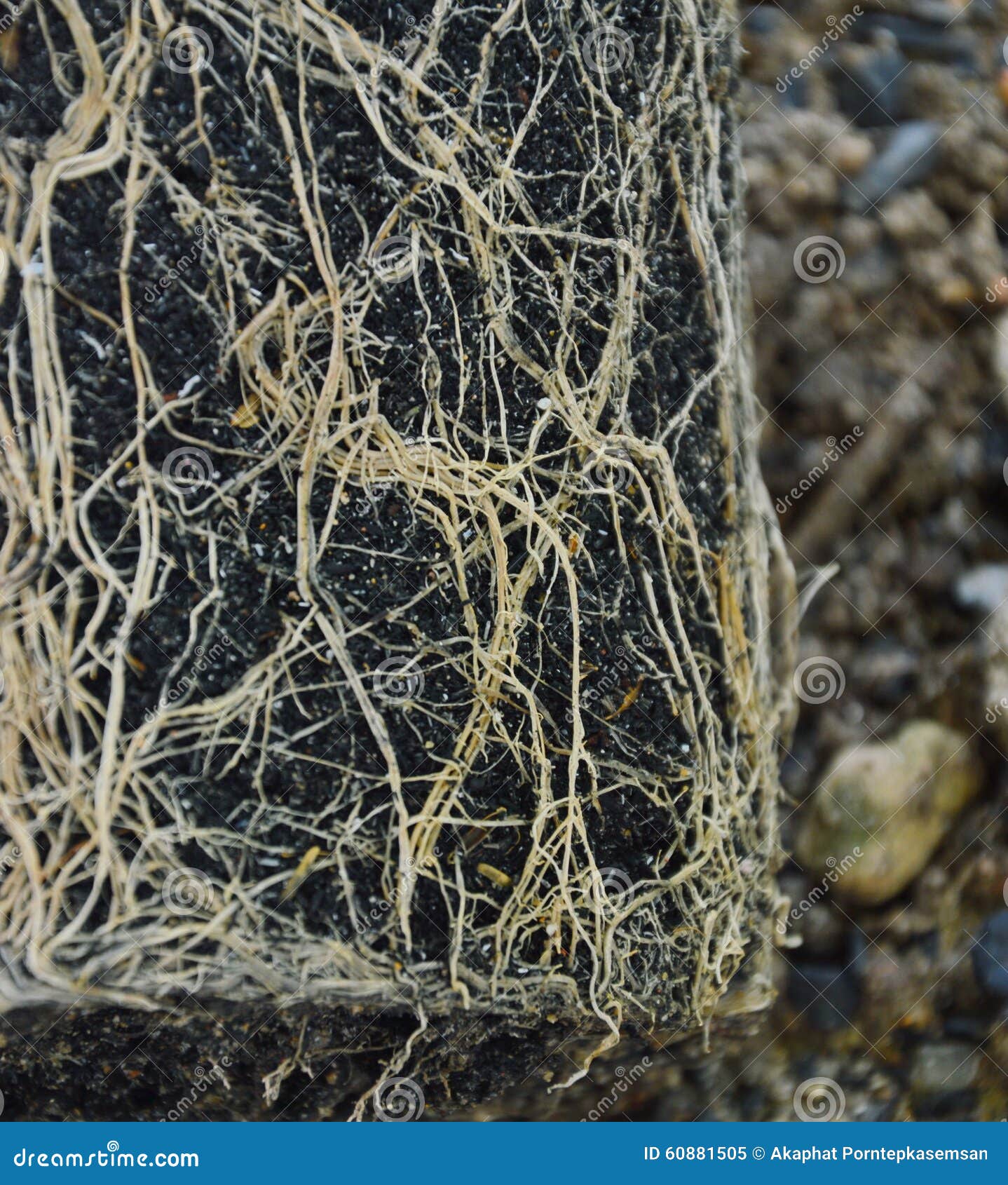 Root in dirt stock image. Image of stone, texture, ground - 60881505