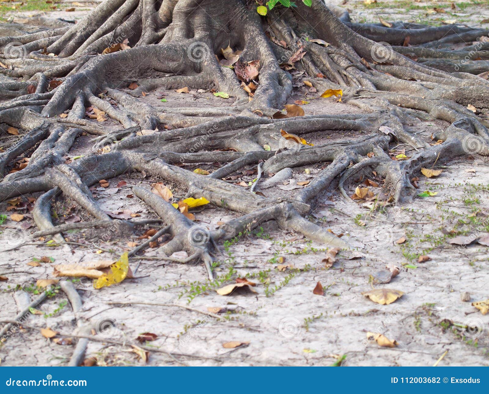 Root on dry ground stock photo. Image of nature, plant - 112003682