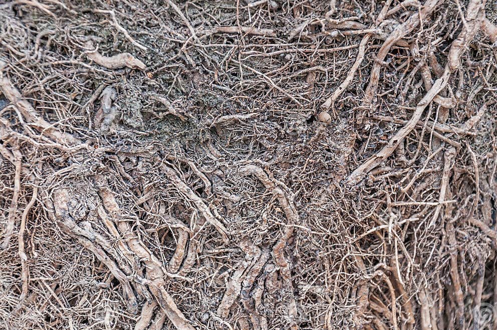 Root in earth stock photo. Image of root, roots, ecology - 39882690