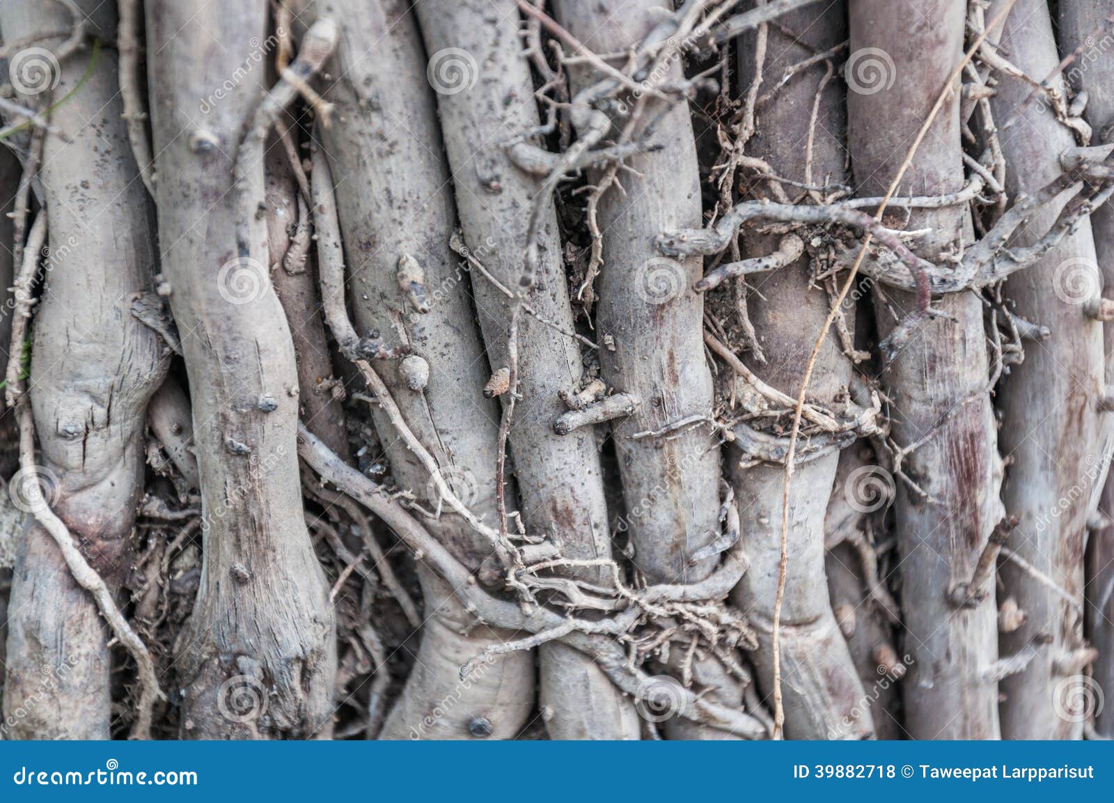 Root in earth stock photo. Image of texture, ecology - 39882718