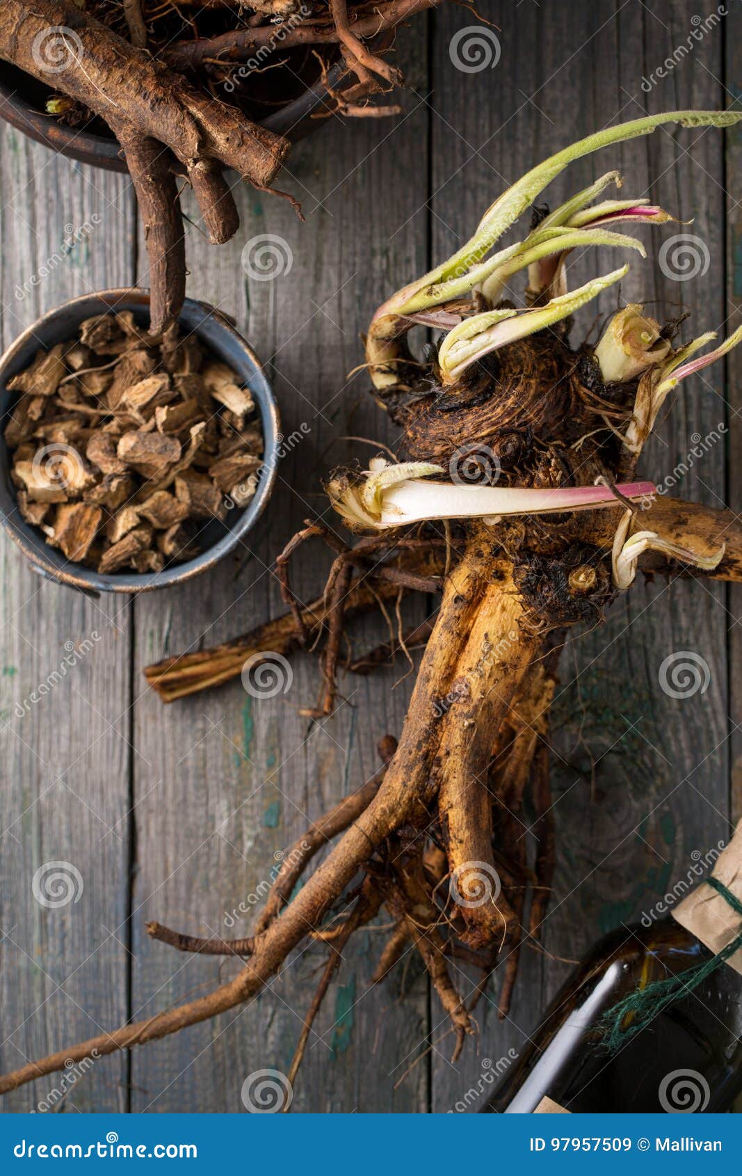 The Root of Elecampane with Sprouts Stock Image - Image of alternative ...
