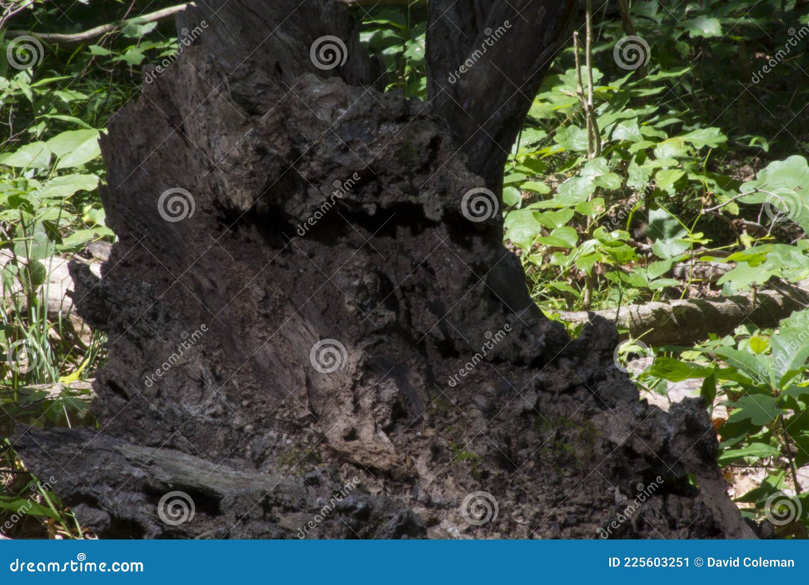 Uprooted tree in forest stock image. Image of greenery - 225603251